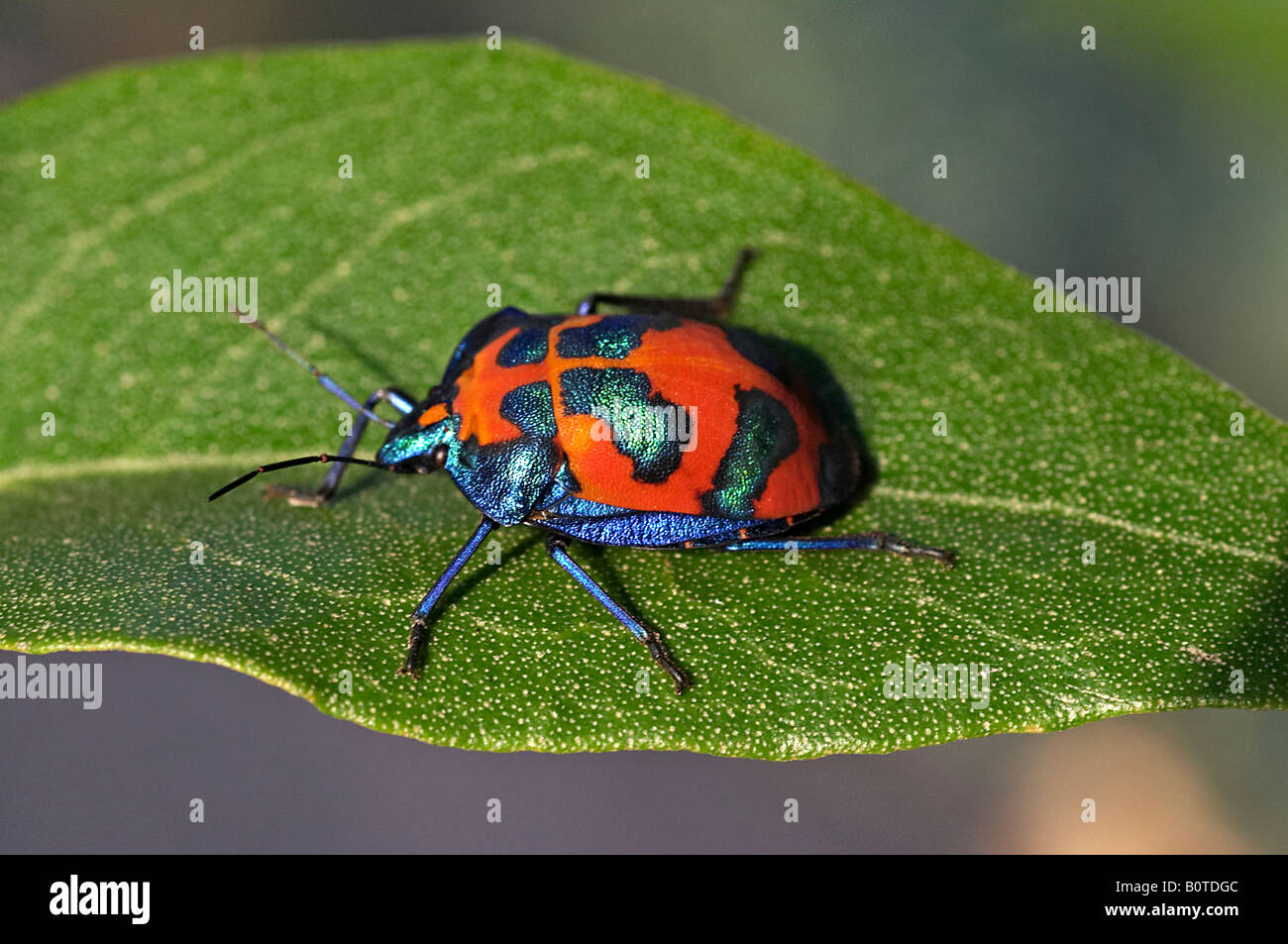 Shield Stink Bug Shieldbug Stinkbug Stock Photo - Alamy