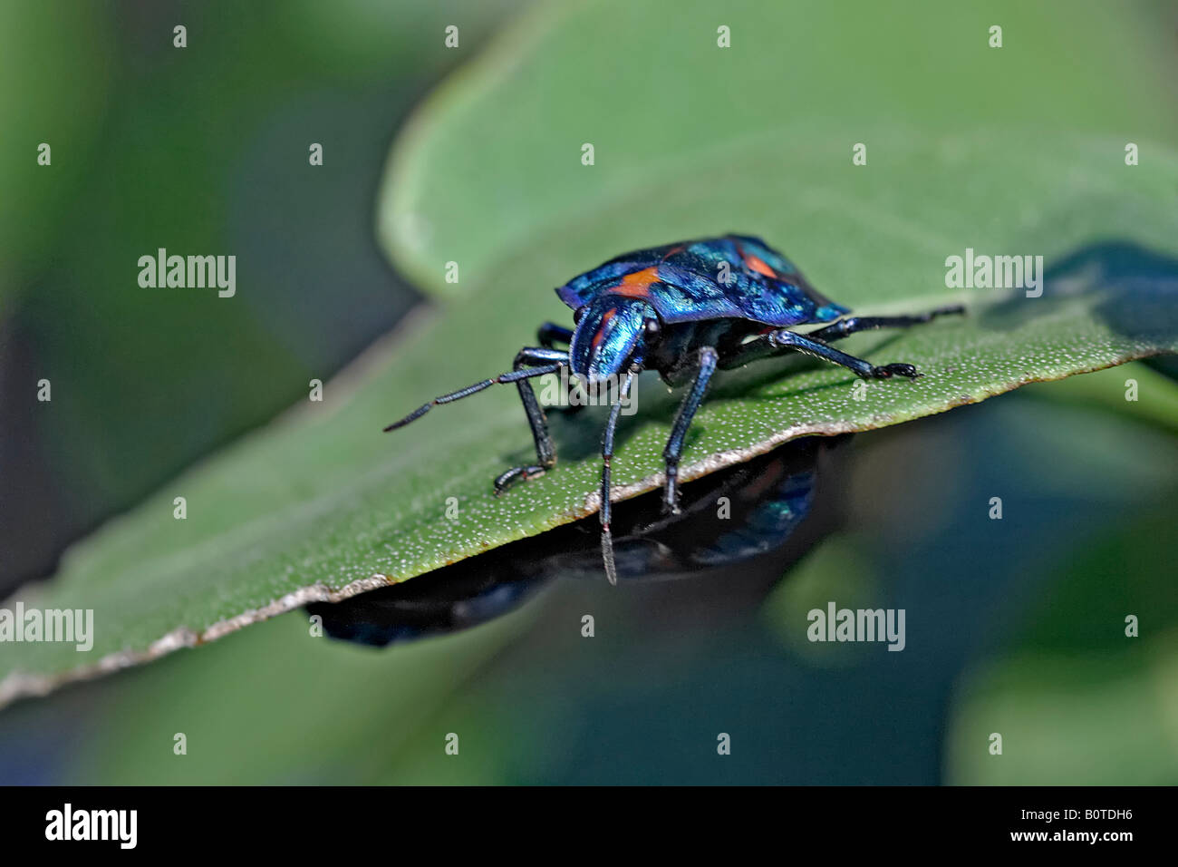 Shield Stink Bug Shieldbug Stinkbug Stock Photo - Alamy