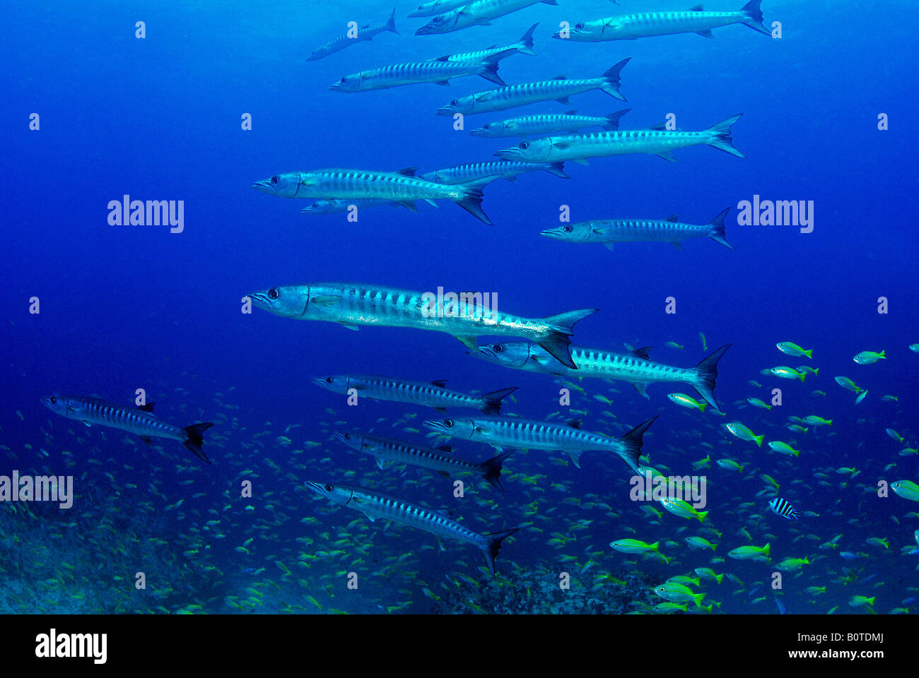 Baracuda hi-res stock photography and images - Alamy
