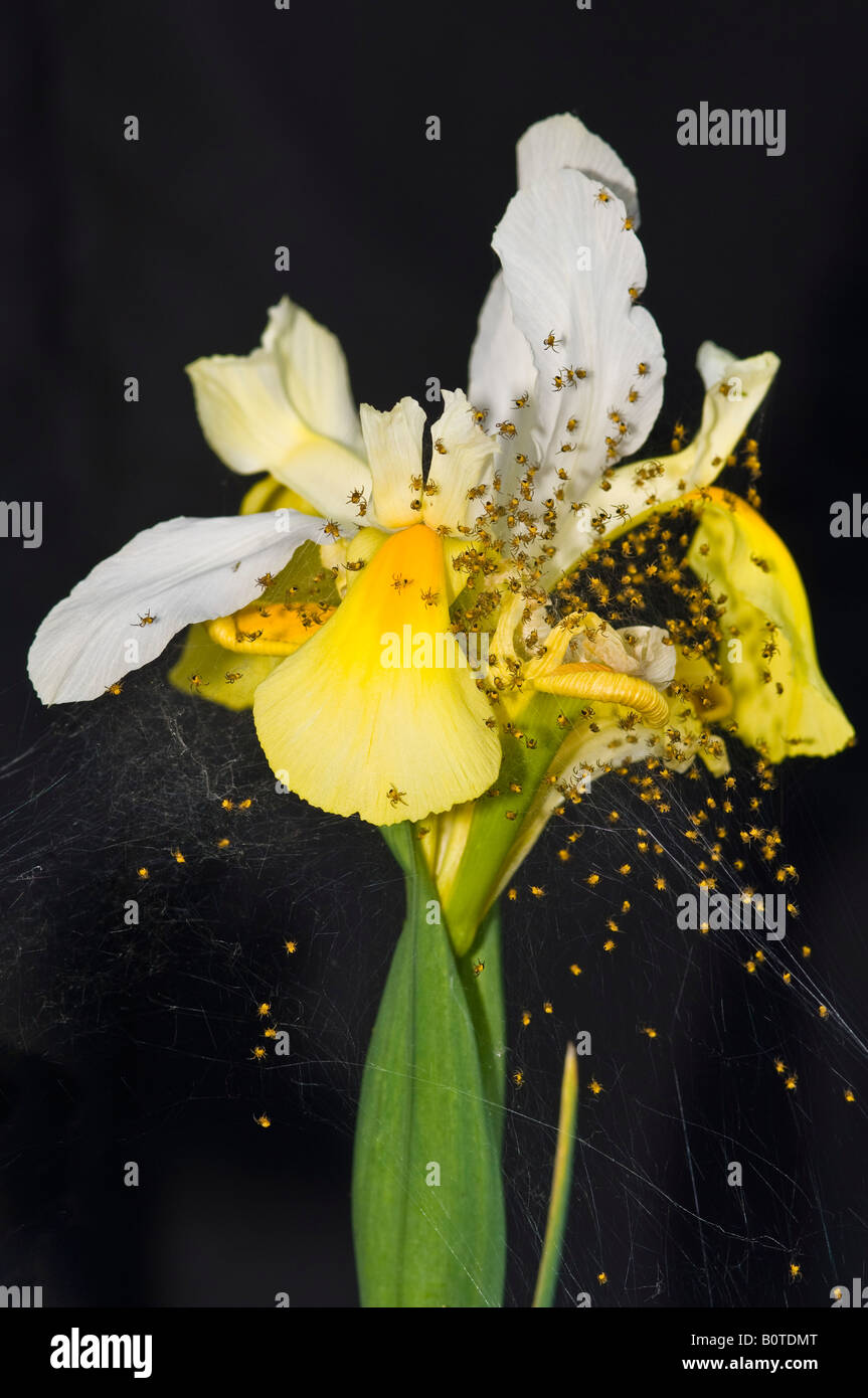 Suspended spider web image hi-res stock photography and images - Alamy