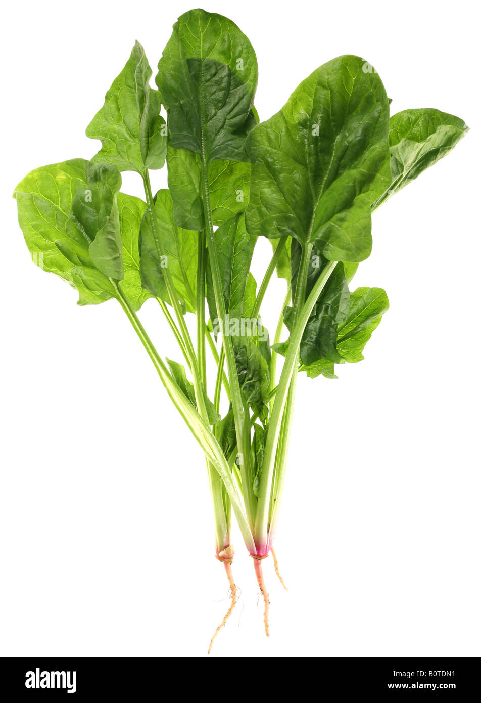 Spinach leaf with root isolated on white background Stock Photo - Alamy
