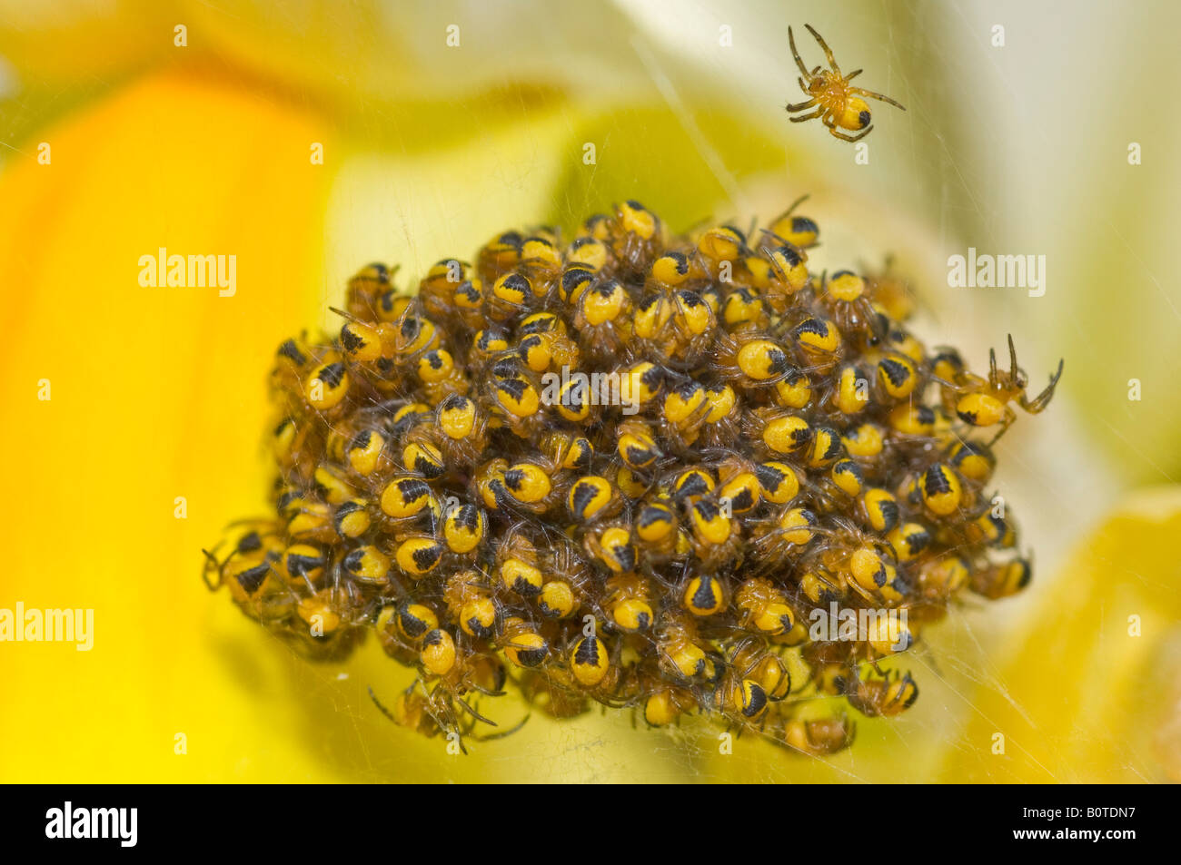 Suspended spider web image hi-res stock photography and images - Alamy