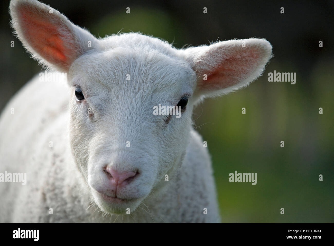 Lamb in Spring Stock Photo - Alamy