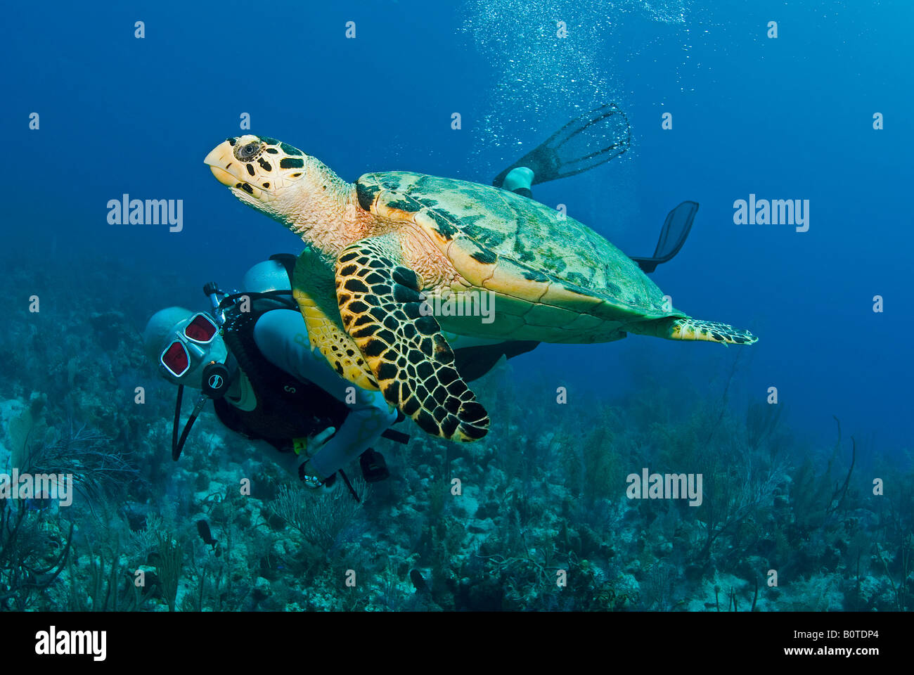 Diver with Hawksbill Turtle Stock Photo - Alamy
