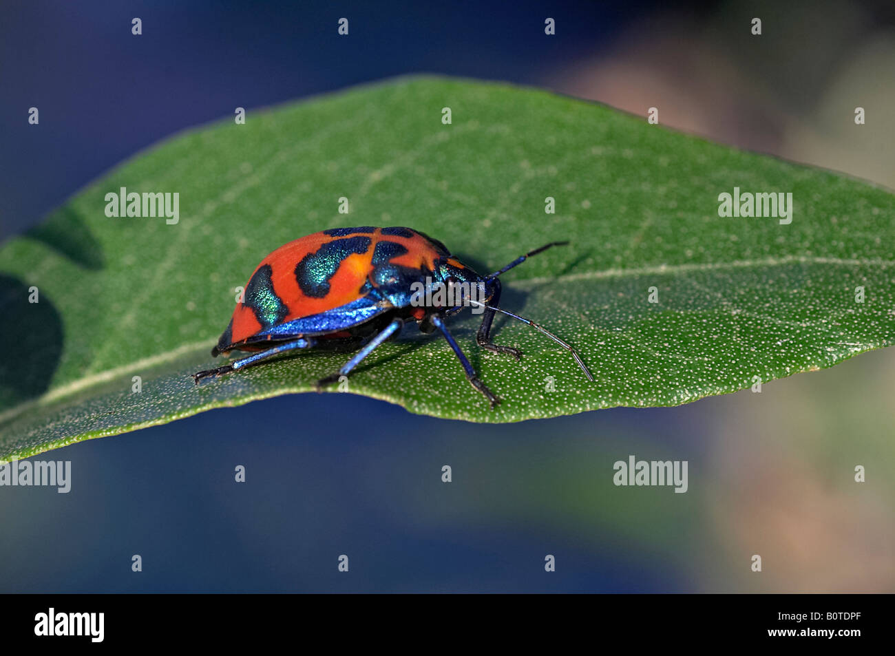 Shield Stink Bug Shieldbug Stinkbug Stock Photo - Alamy