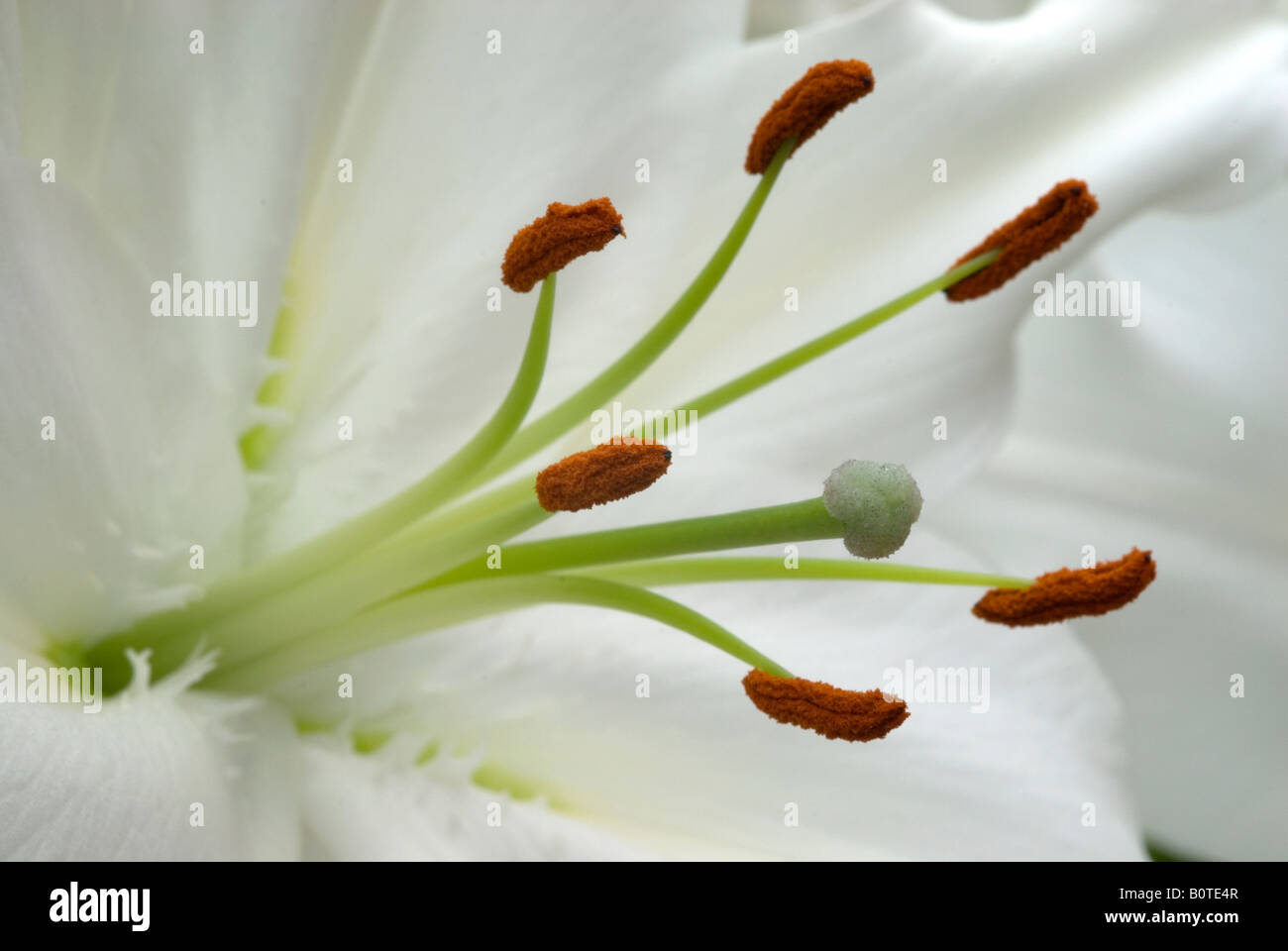 White lily close up Stock Photo - Alamy