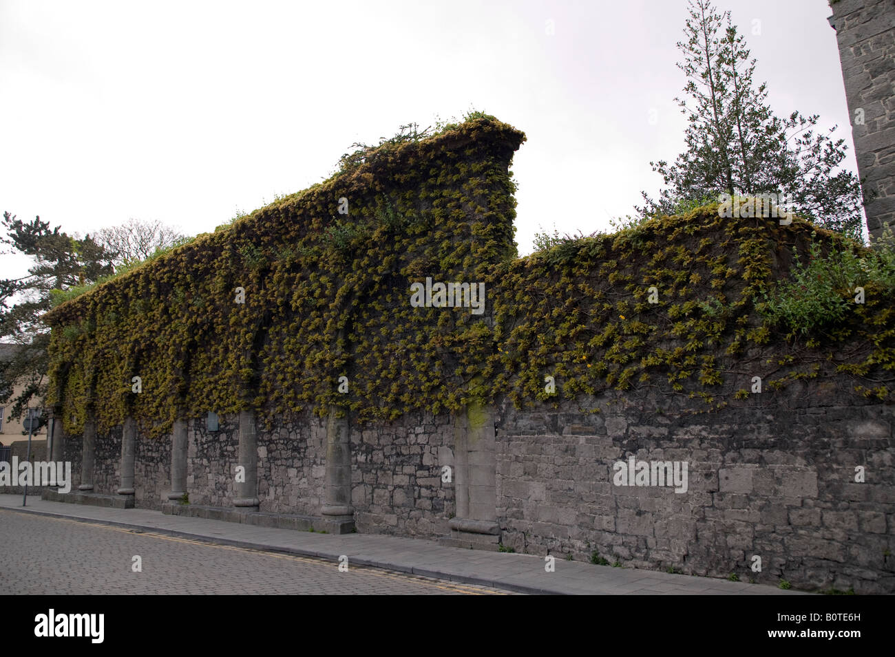 A vine covered stone wall in Limerick Ireland Stock Photo - Alamy