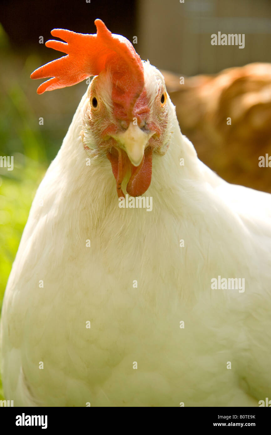 Closeup of white Leghorn breed of chicken Gallus gallus domesticus in ...