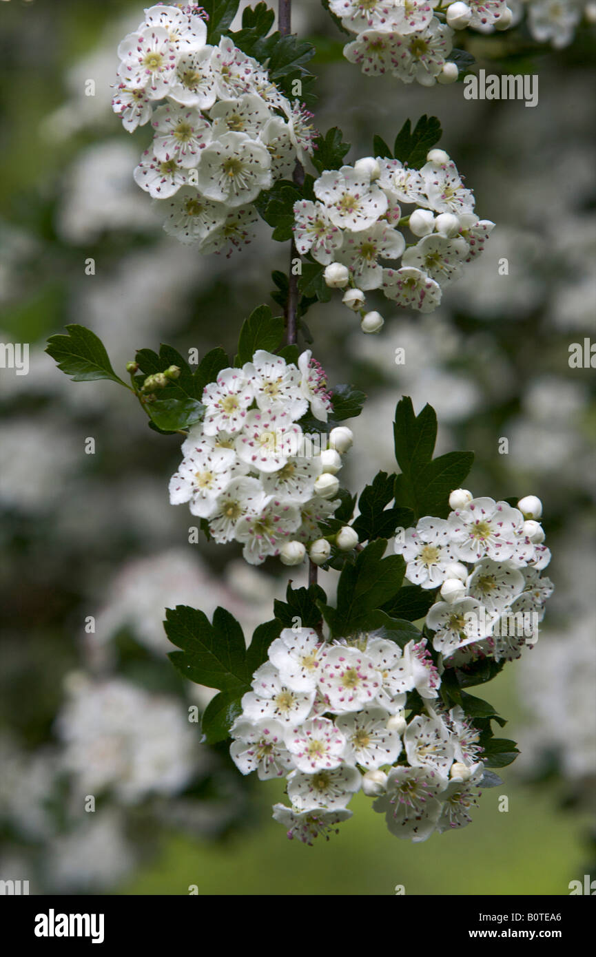 Hawthorn blossoms in spring Stock Photo - Alamy