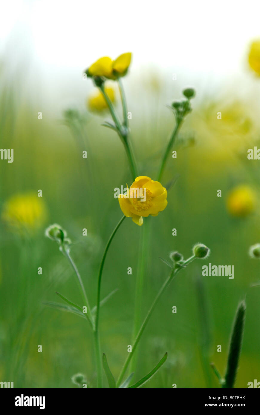 A closeup of a buttercup facing towards the camera with blurred ...