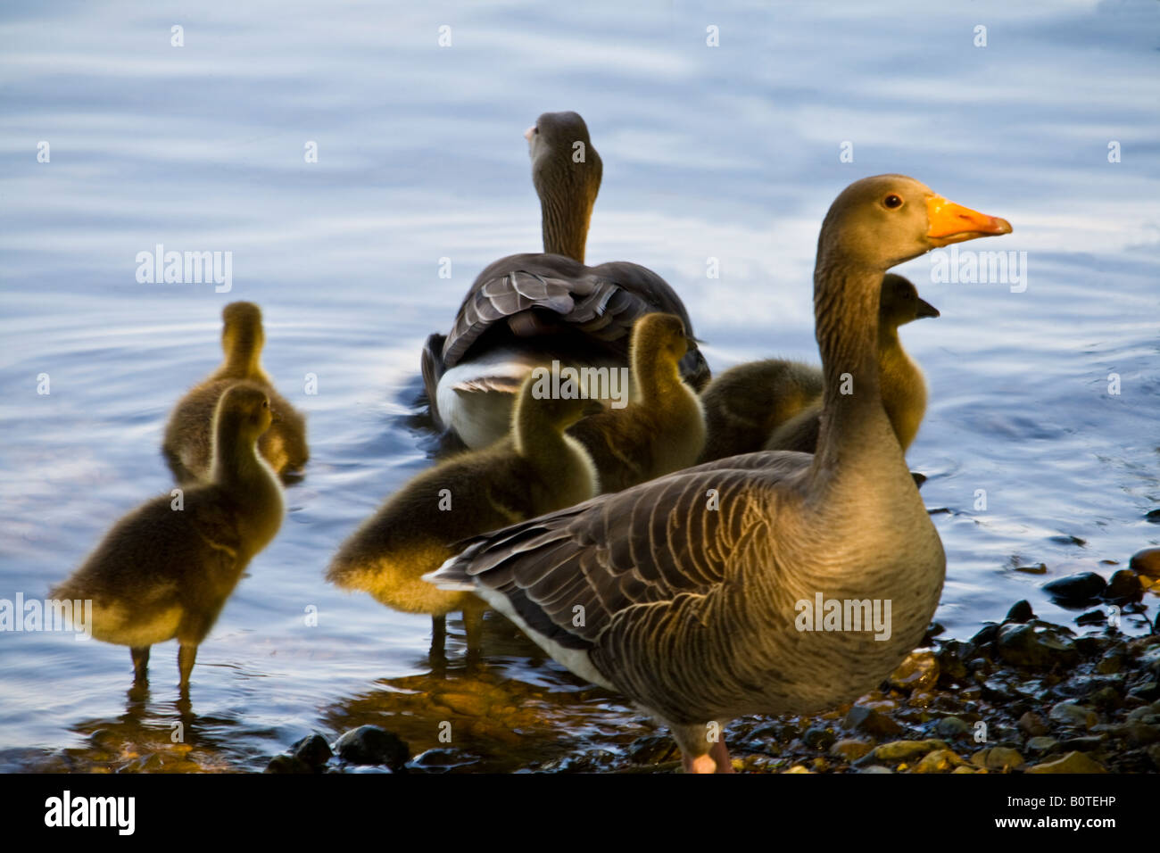 Springtime – Greylag Geese with Goslings Stock Photo - Alamy