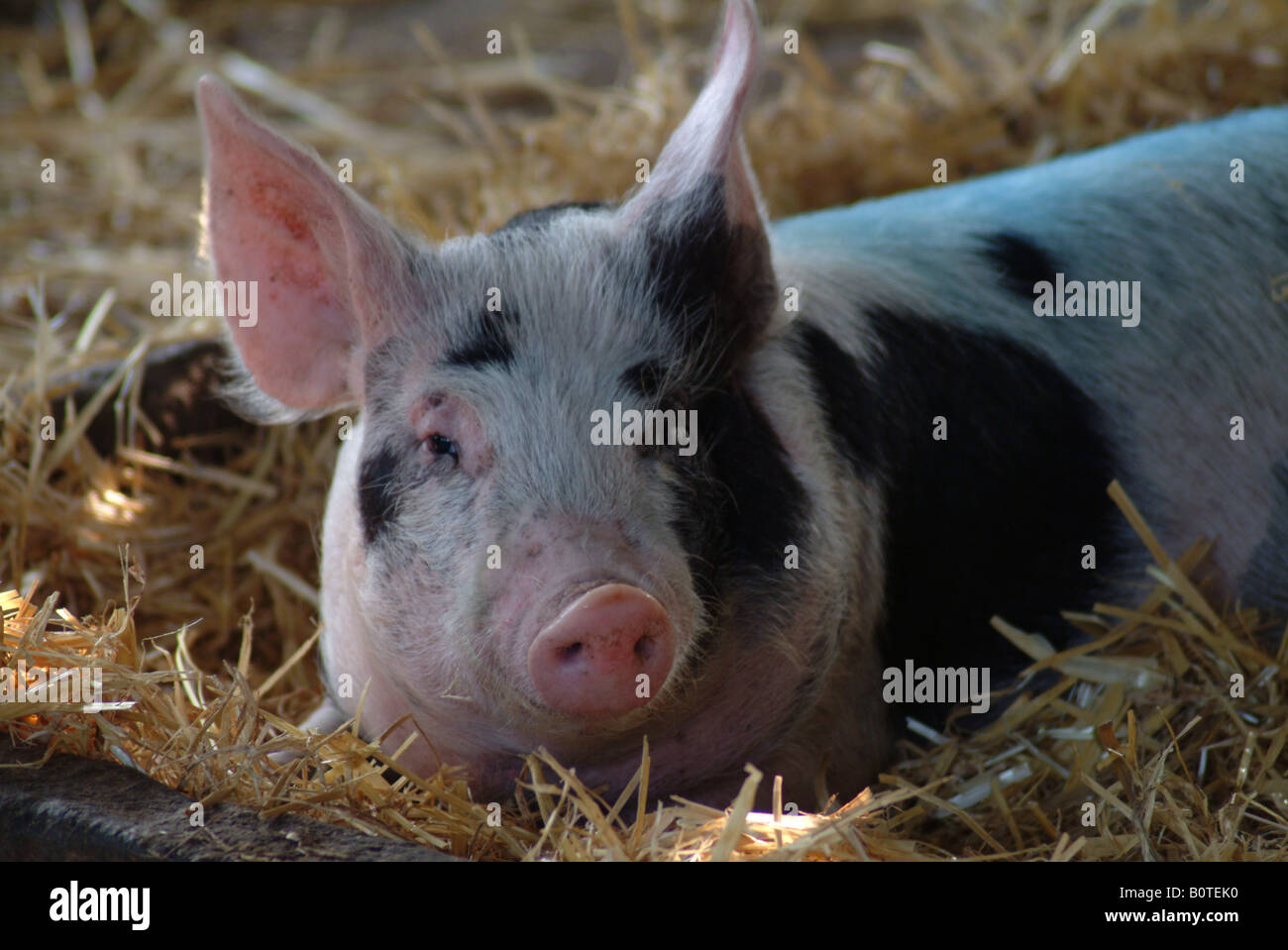 Happy young pig in straw Stock Photo - Alamy