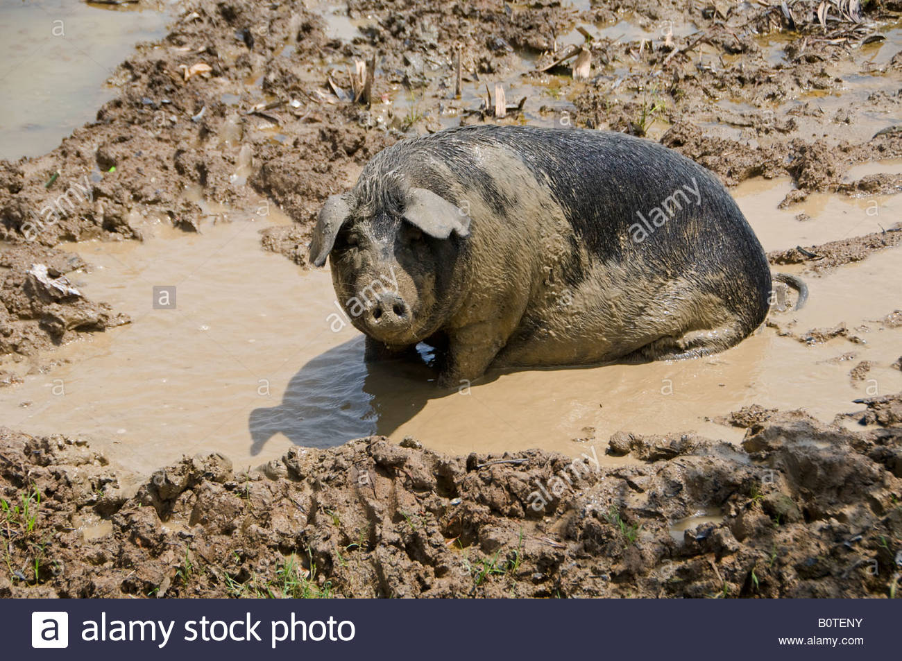 Defiled Stock Photos & Defiled Stock Images - Alamy