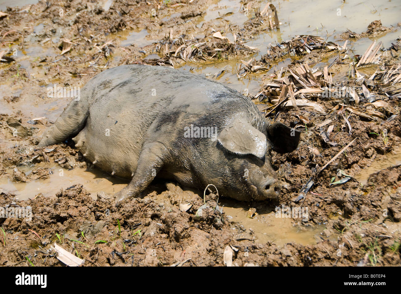 A pig laying in mud puddle Burma Myanmar Stock Photo - Alamy