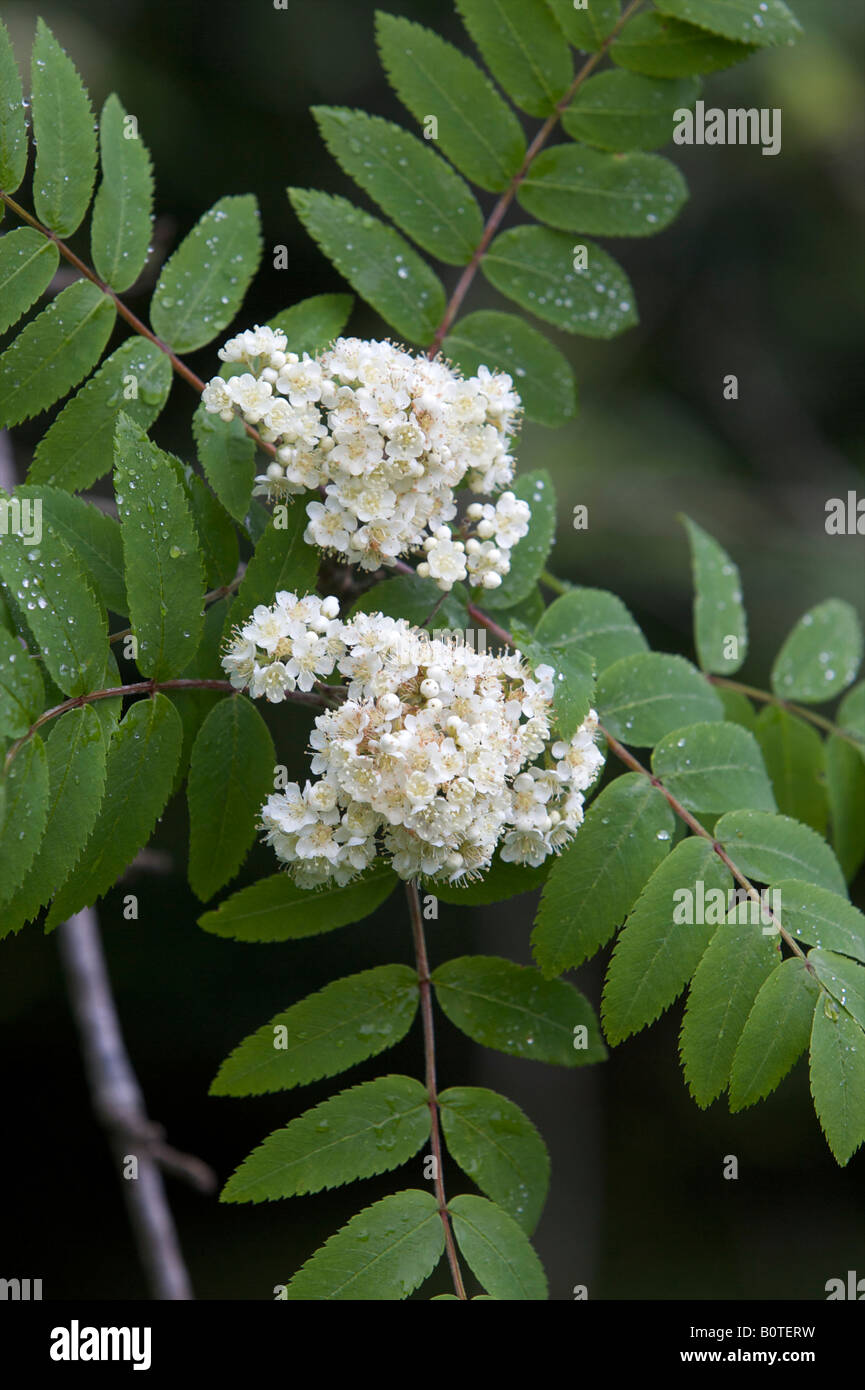 Rowan tree blossom with leaf detail Stock Photo - Alamy