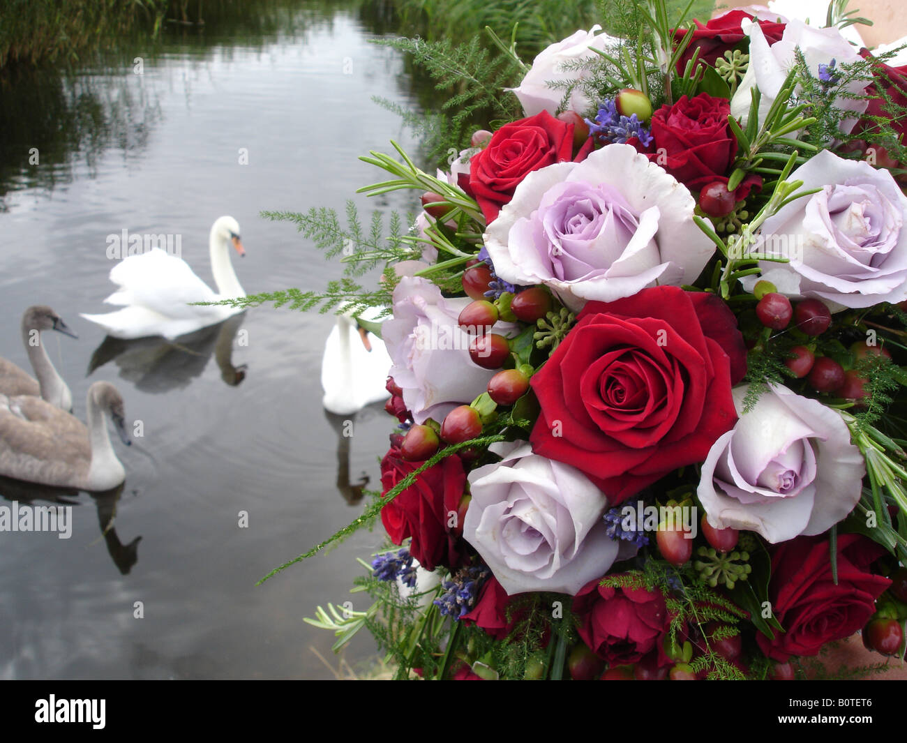 Red and Pink roses Wedding flowers with swans in the background Stock ...