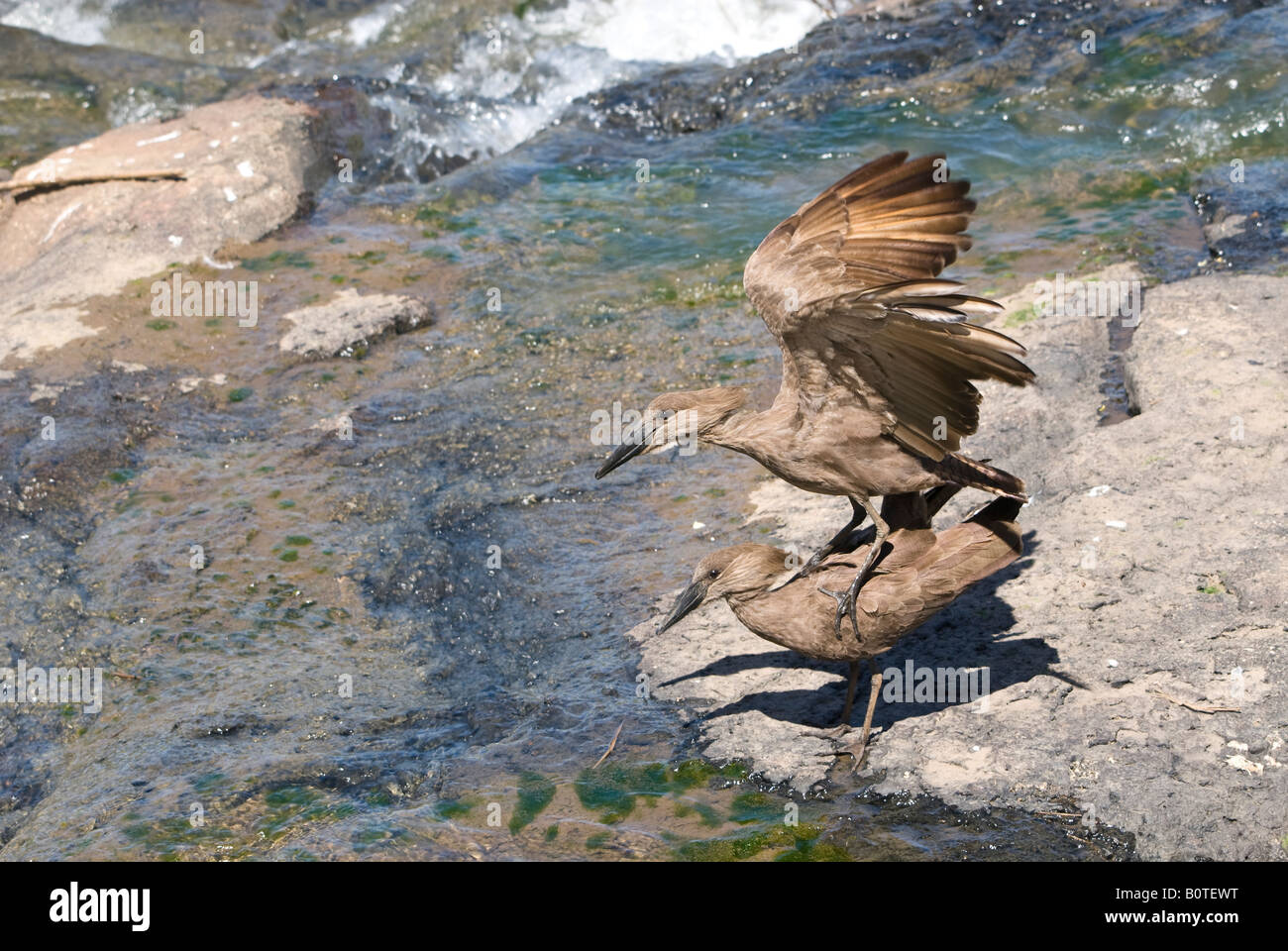Birds mating hi-res stock photography and images - Alamy