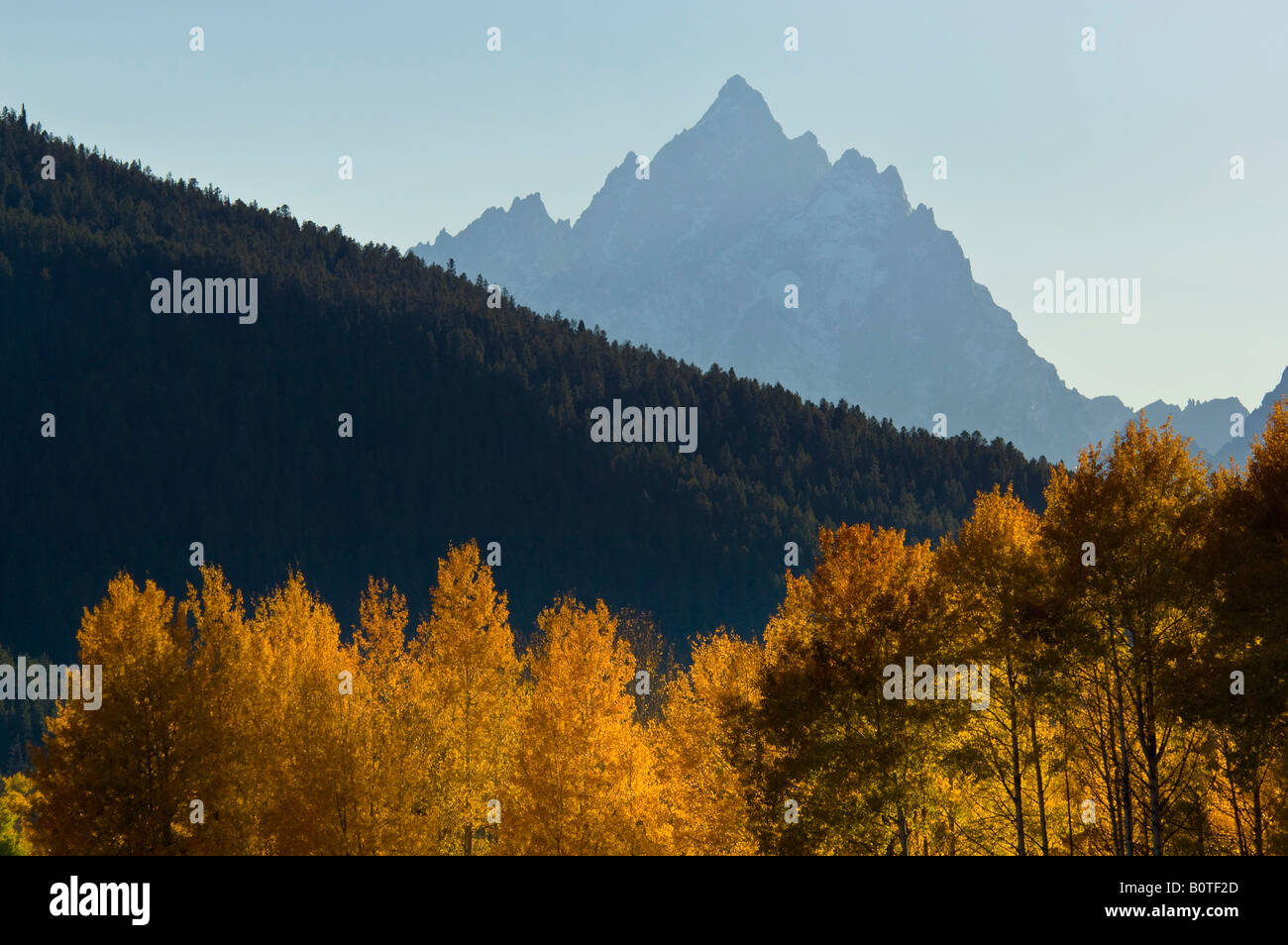 Golden autumn leaves on aspen trees in fall below Grand Teton mountain ...
