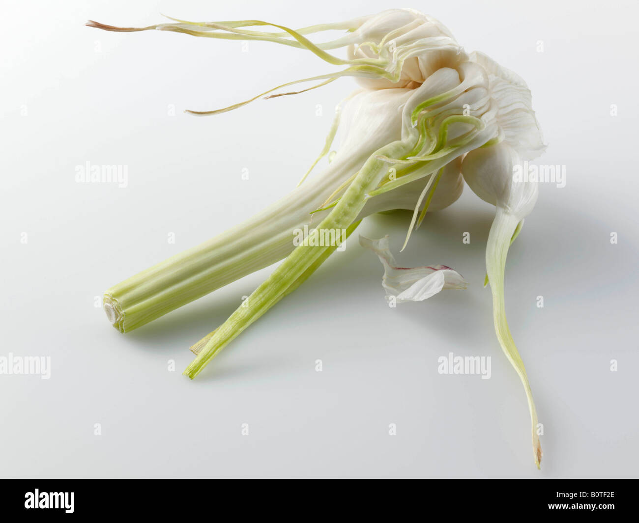 Fresh cut garlic bulbs Cut Out Stock Images & Pictures - Alamy