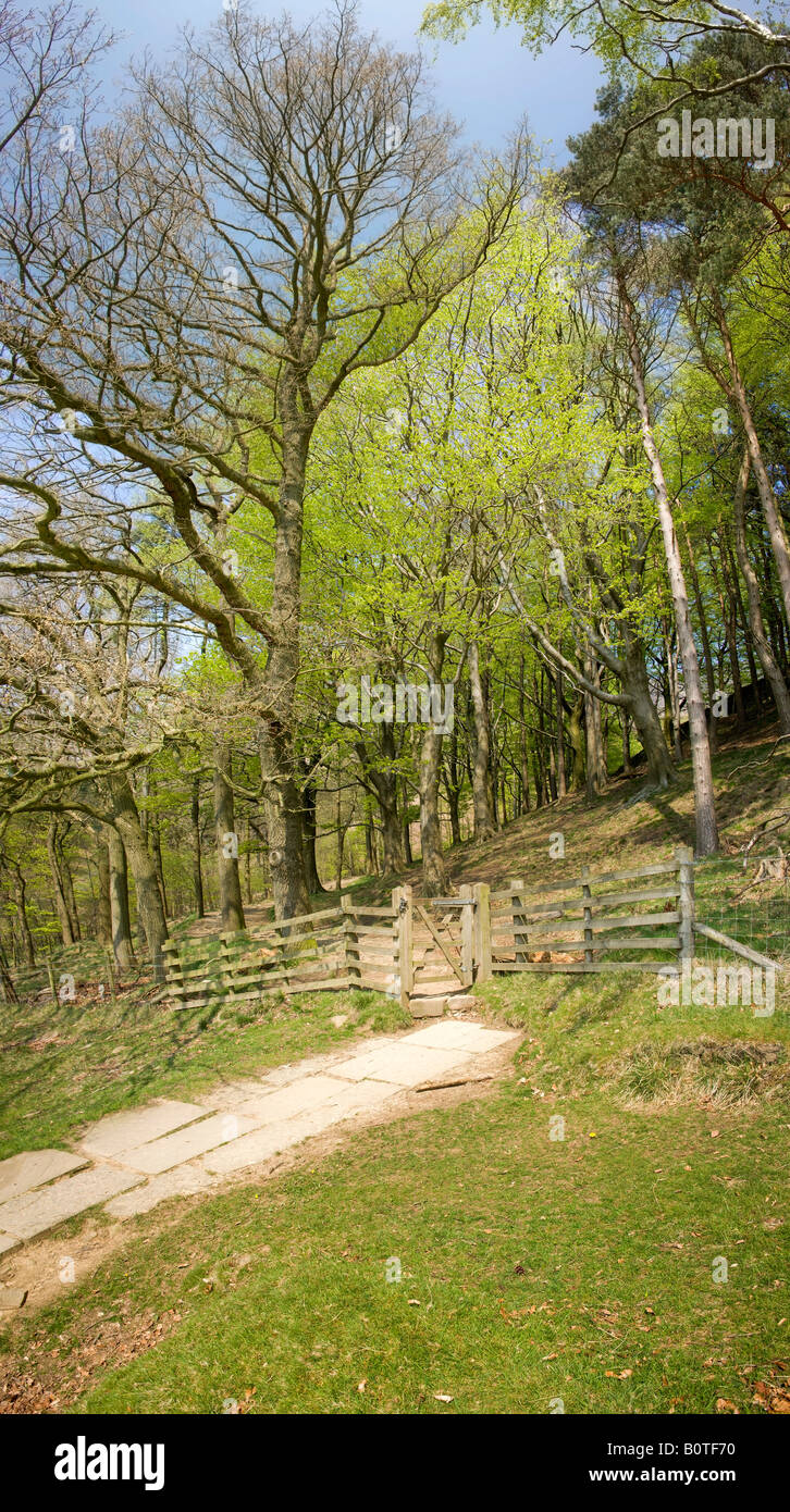 footpath through woodland between trees Stock Photo - Alamy