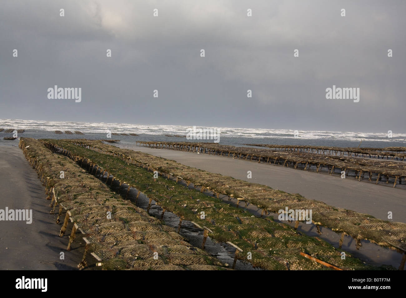 Oyster farming in Normandy Stock Photo - Alamy
