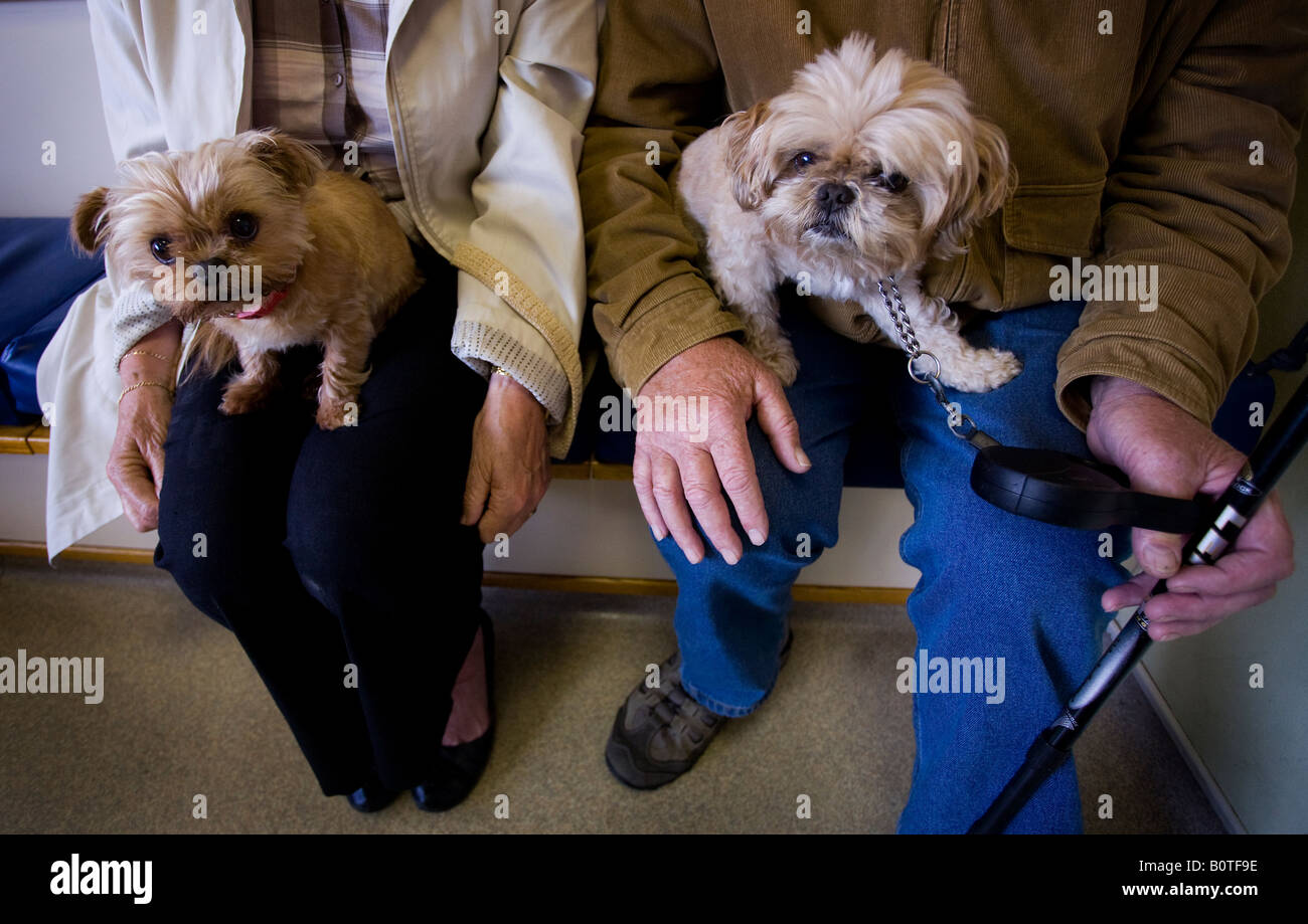 Veterinary veteranian hi-res stock photography and images - Alamy