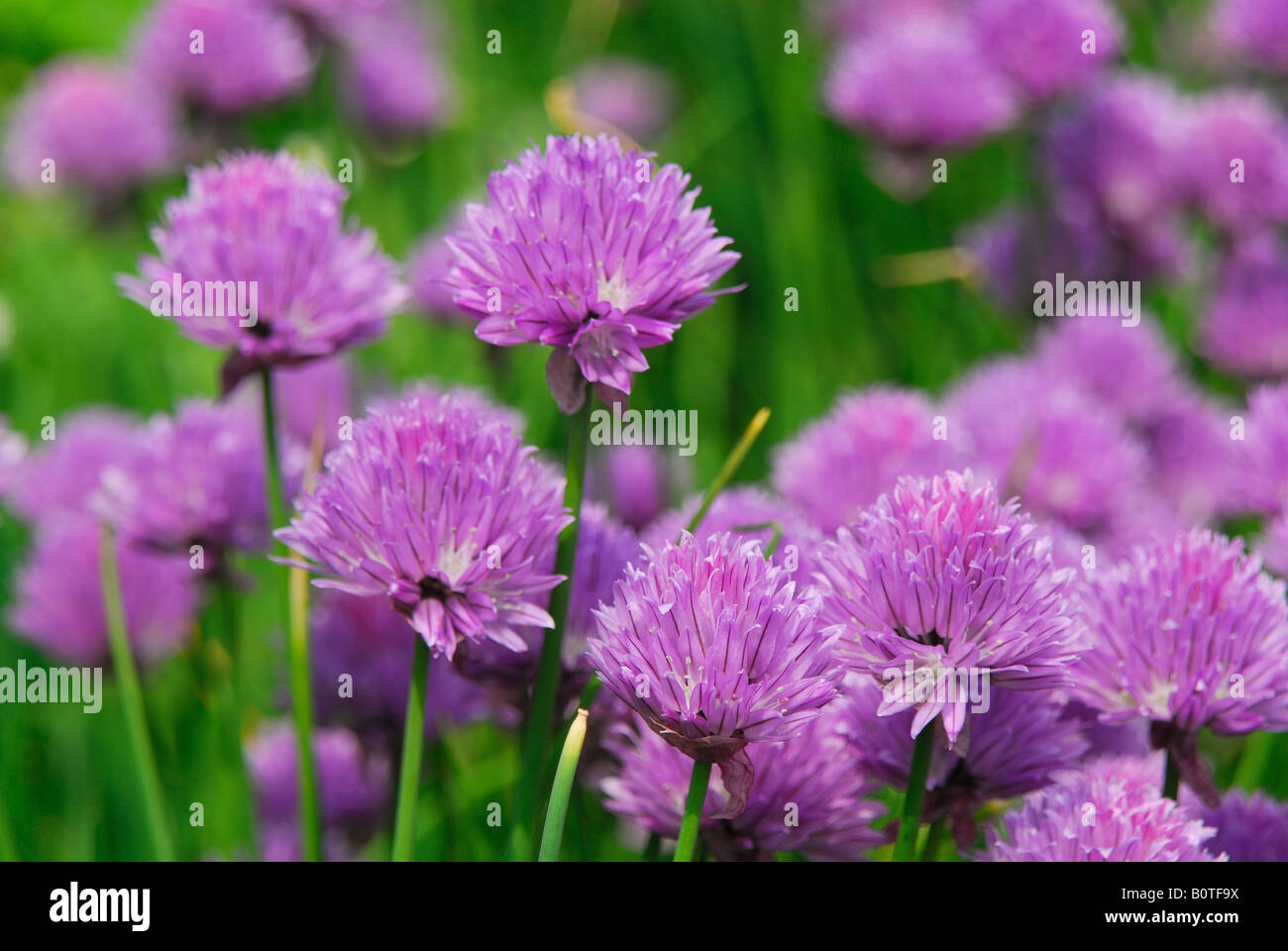 Chives (Allium schoenoprasum) growing in a domestic garden Stock Photo ...