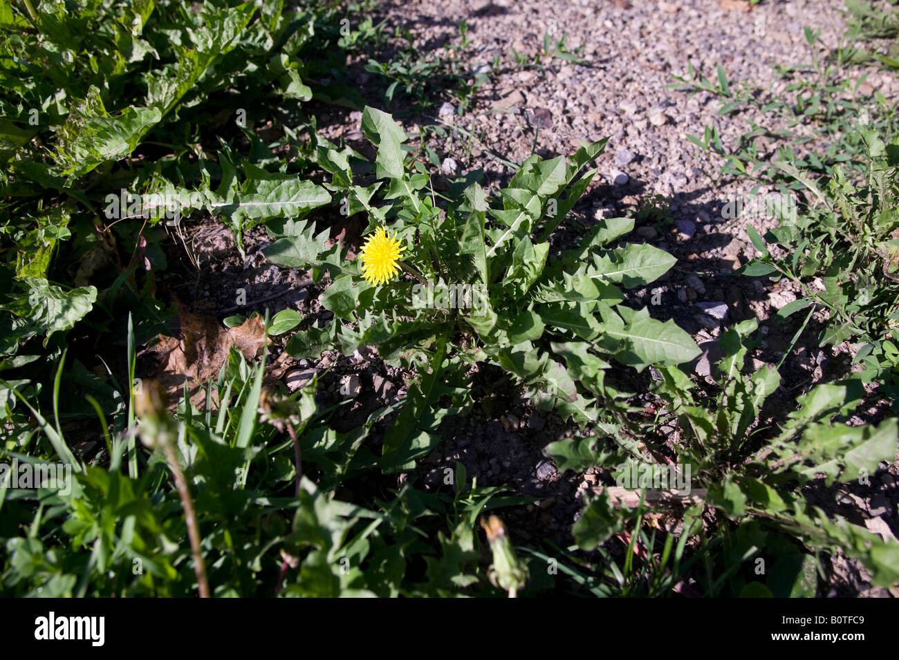 Dandelion greens hi-res stock photography and images - Alamy