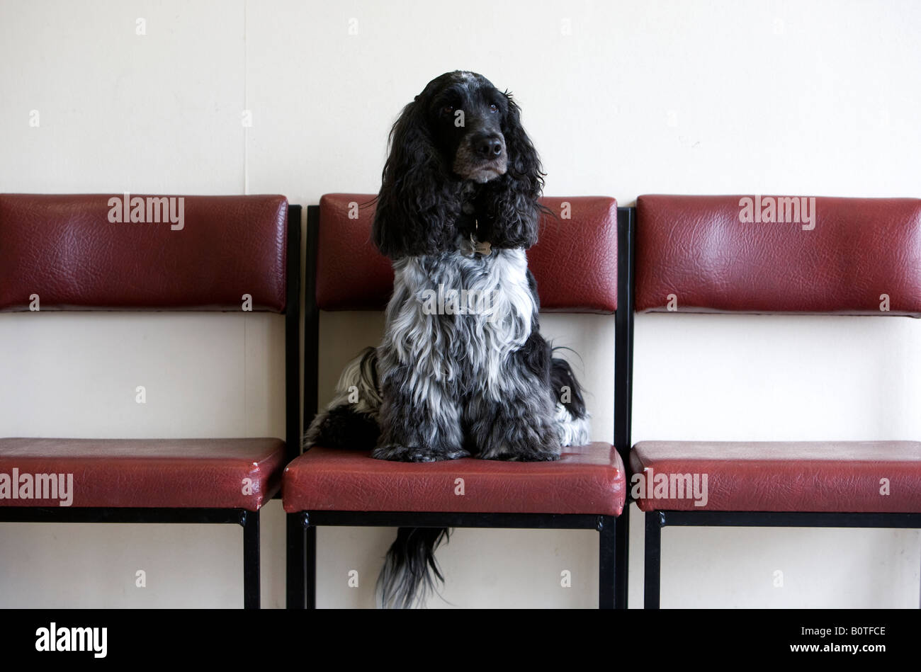 English Springer Spaniel Is Ill With Infectious Disease