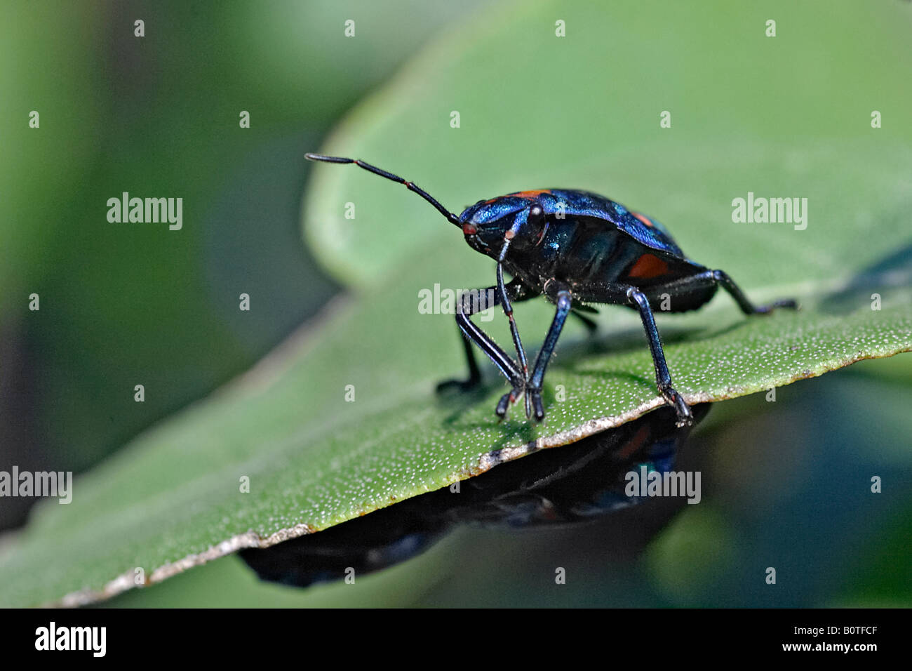 Shield Stink Bug Shieldbug Stinkbug Stock Photo - Alamy