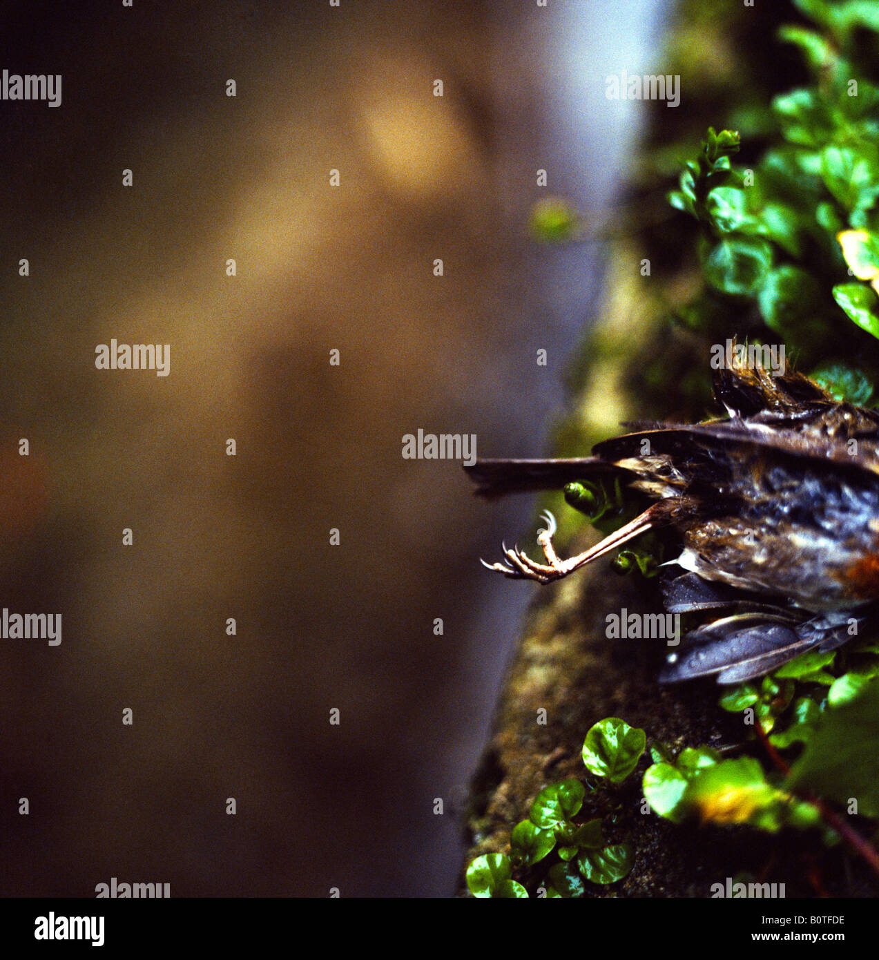 a dead robin lies in a garden Stock Photo - Alamy