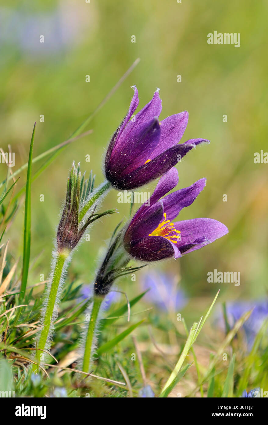 Pasque Flower Pulsatilla vulgaris Stock Photo - Alamy