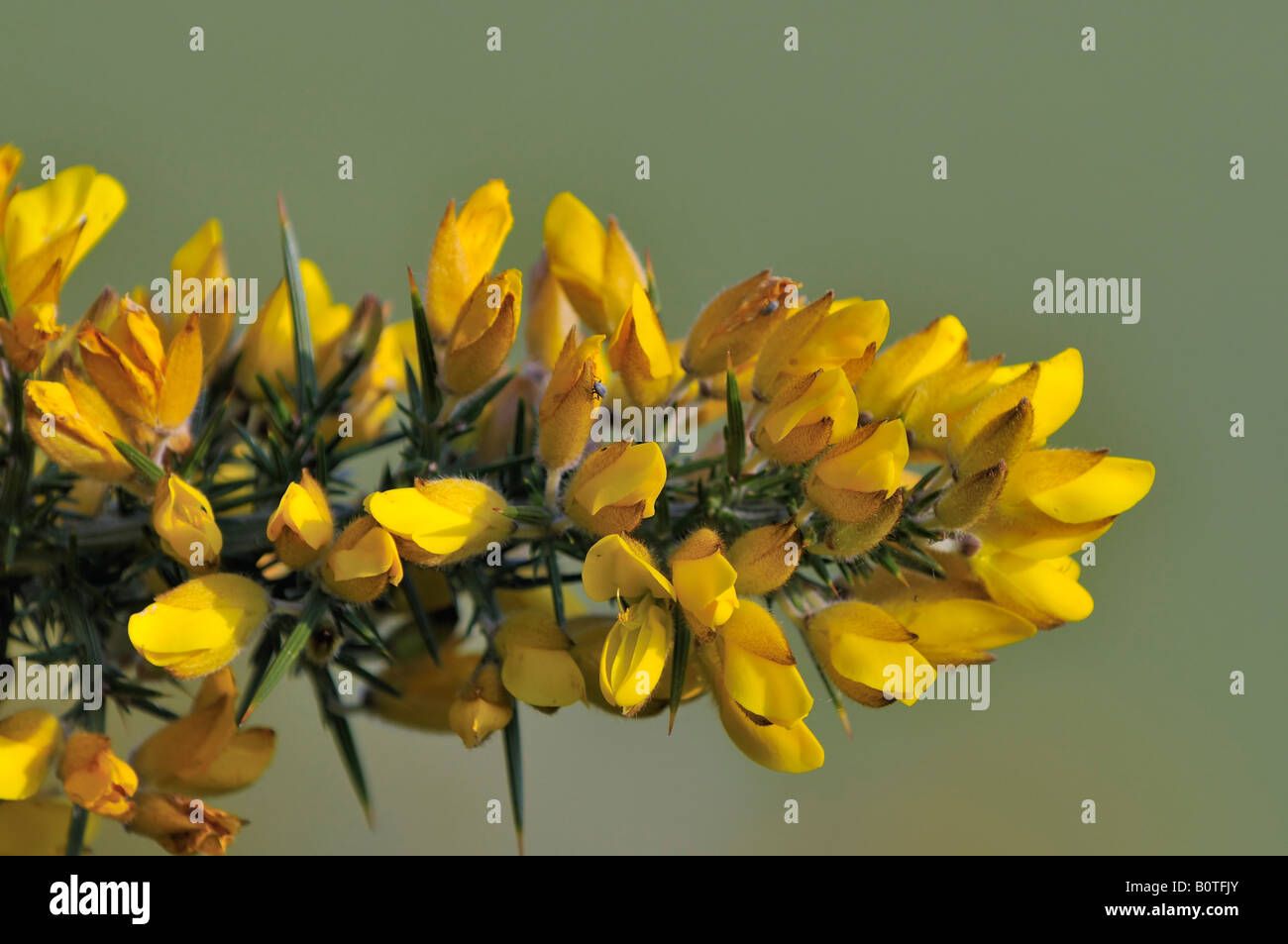 Common Gorse Ulex europaeus Stock Photo - Alamy