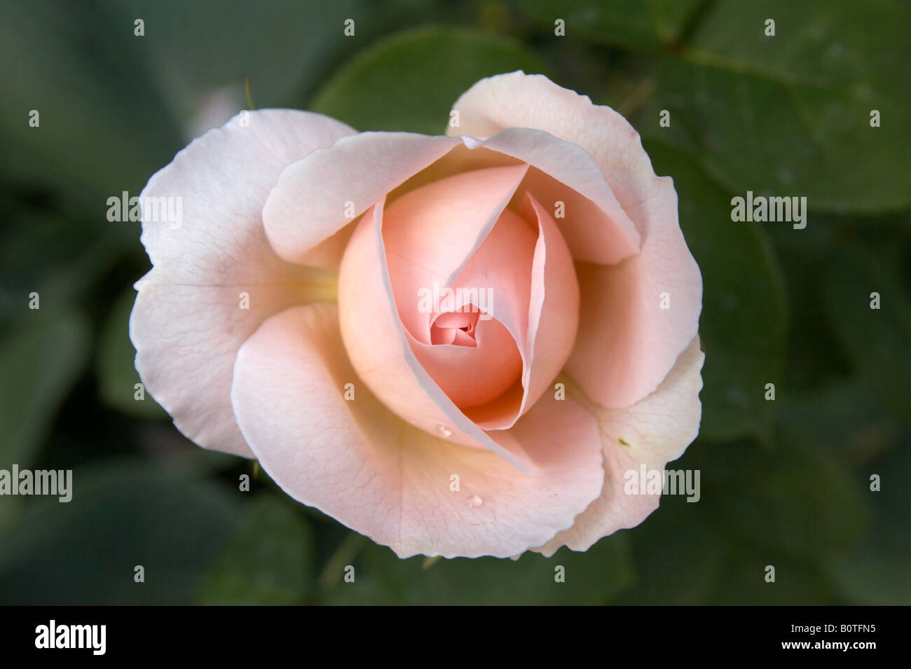 Regent's park rose london hi-res stock photography and images - Alamy