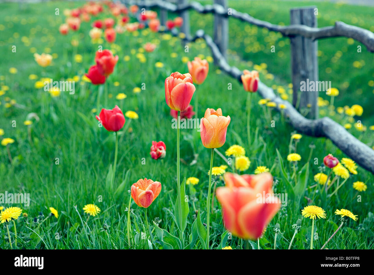 Blooming Tulip Tulipa flowers and Taraxacum officinale common ...