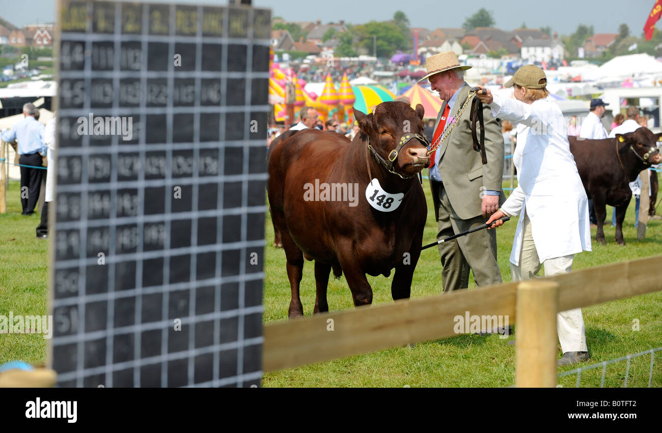 Cattle Judging Stock Photos & Cattle Judging Stock Images - Alamy