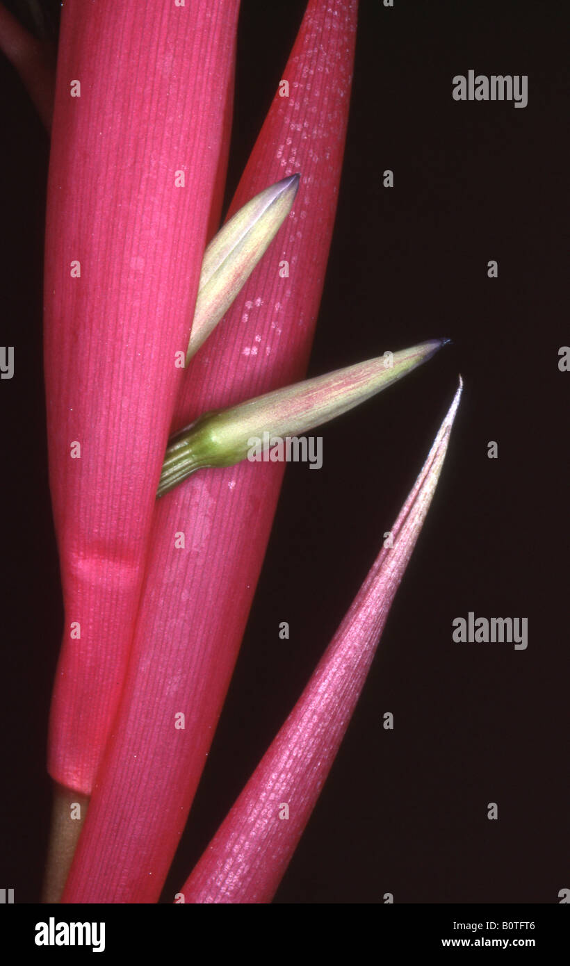 flower buds emerging Stock Photo - Alamy