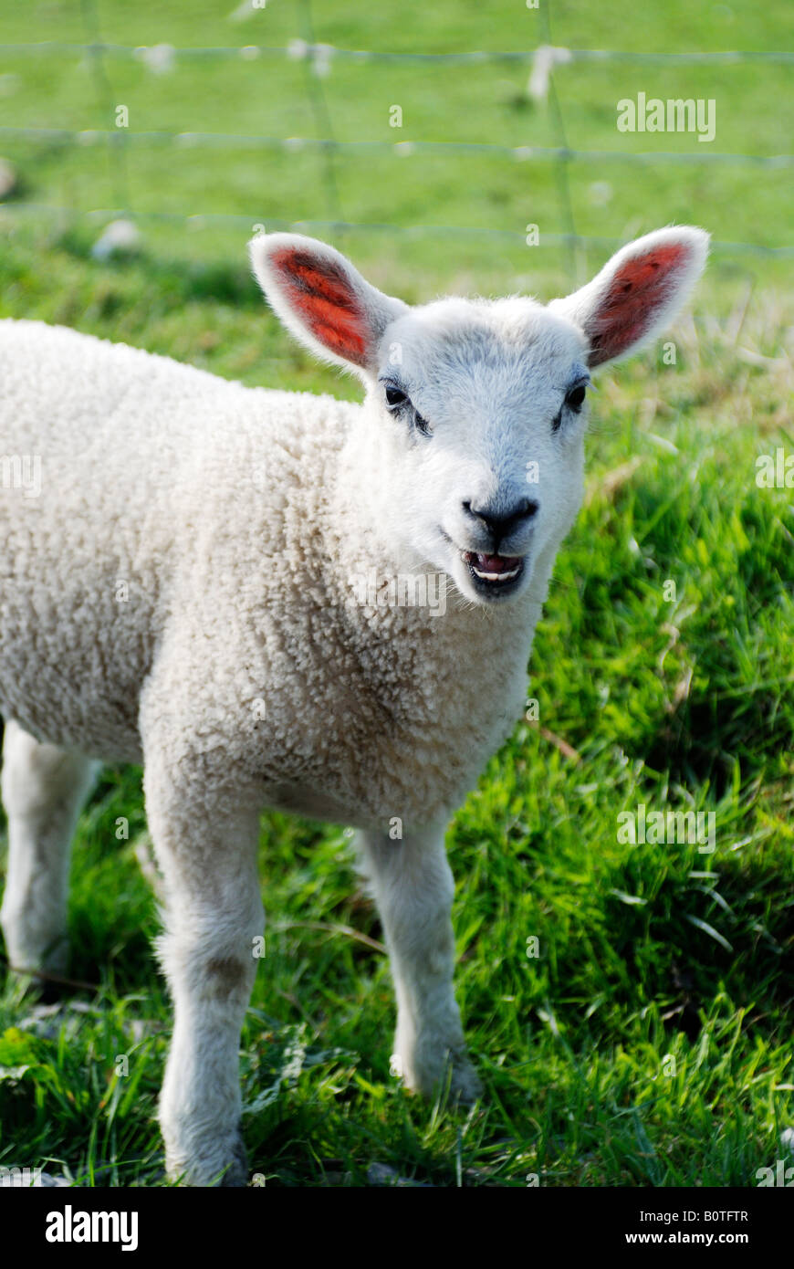 Wales lamb hi-res stock photography and images - Alamy