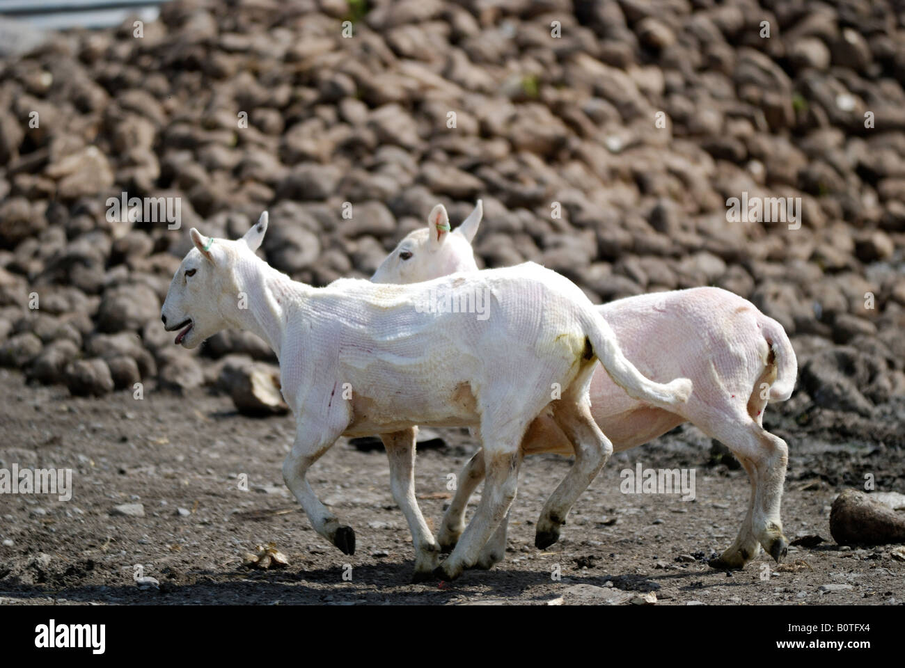 Sheared sheep hi-res stock photography and images - Alamy