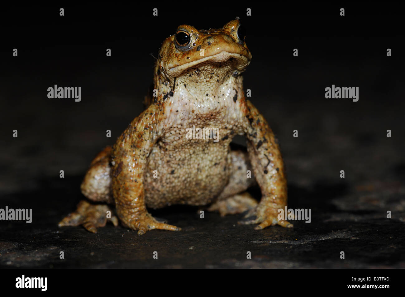 Funny traffic hi-res stock photography and images - Alamy