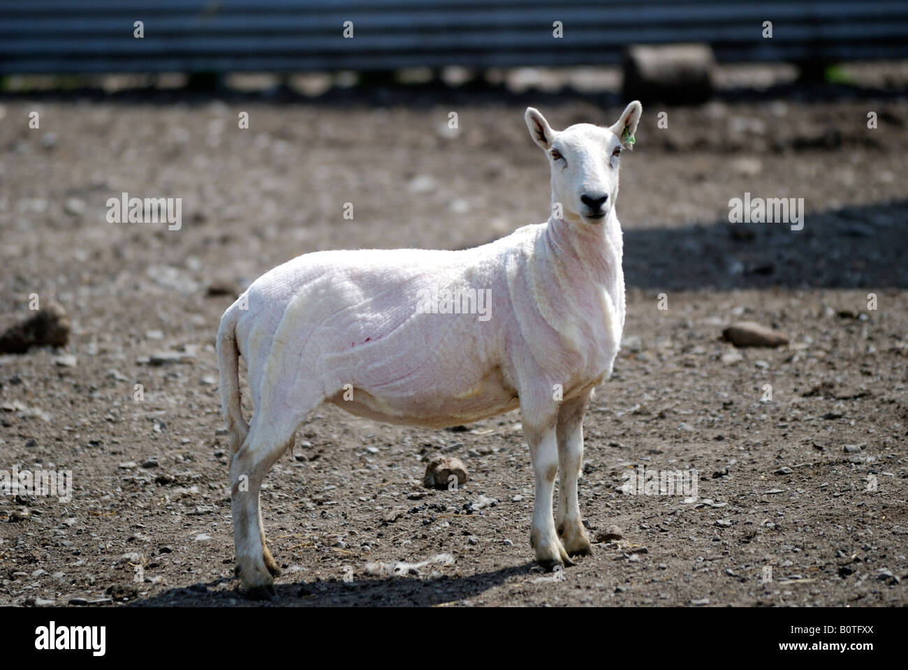 Sheared sheep hi-res stock photography and images - Alamy