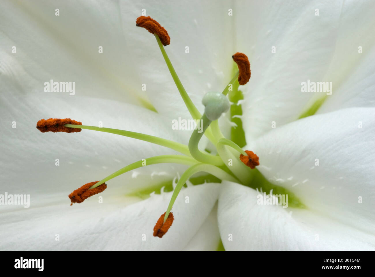 White lily close up Stock Photo - Alamy