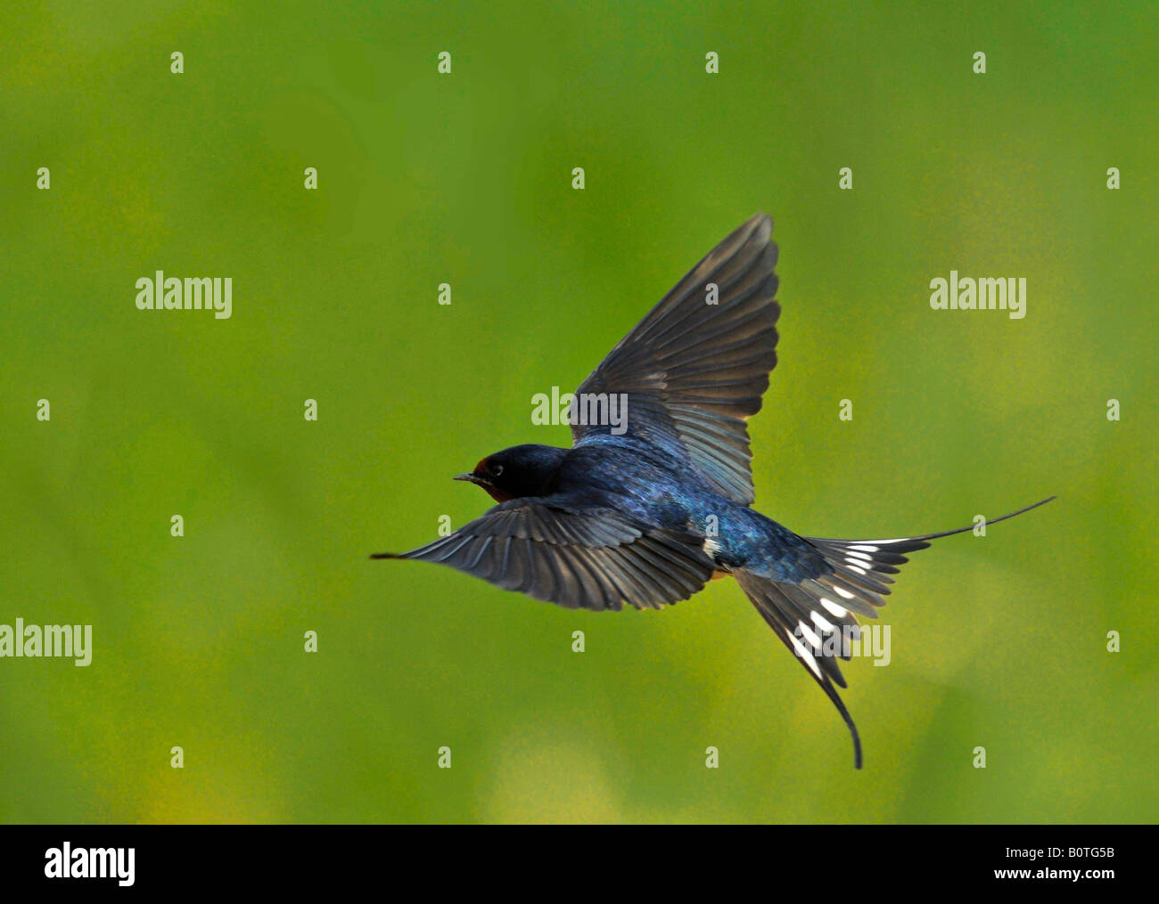 Swallow. (Hirundo rustica) flight Stock Photo - Alamy