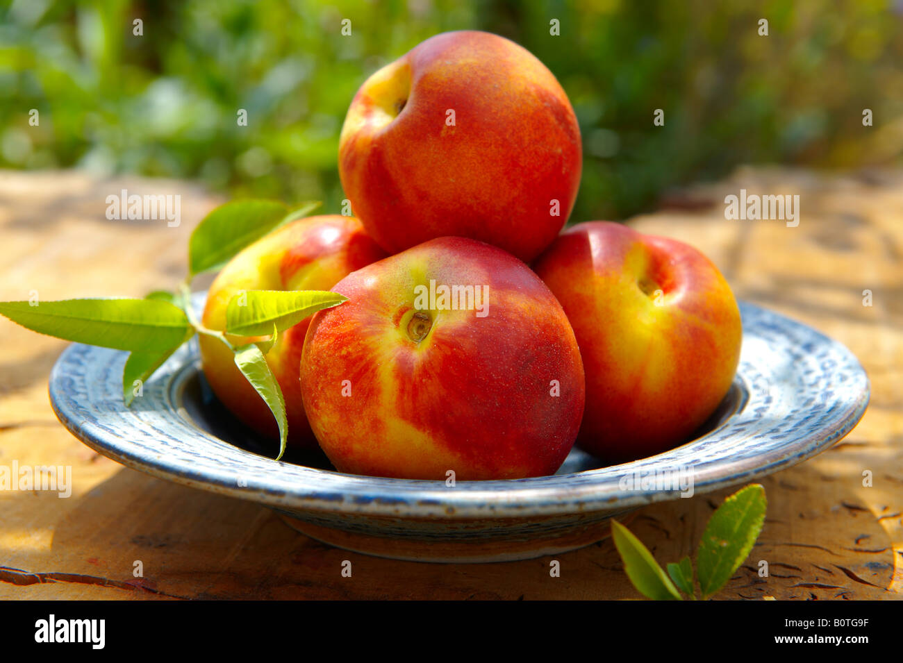 whole fresh picked organic nectarines outside on a wood table Stock ...