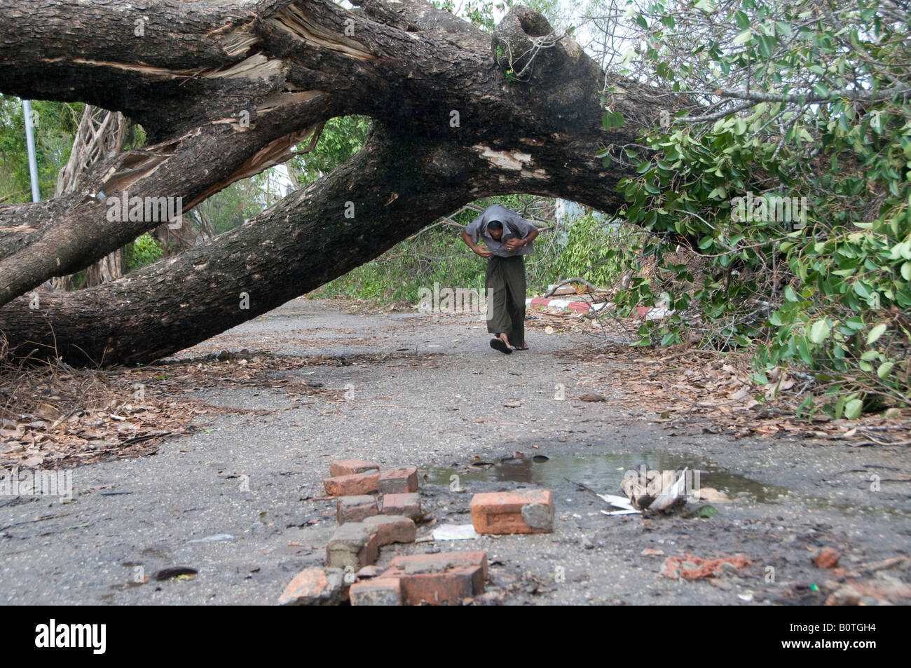A local man pass a giant fallen tree caused by Cyclone Nargis in the ...