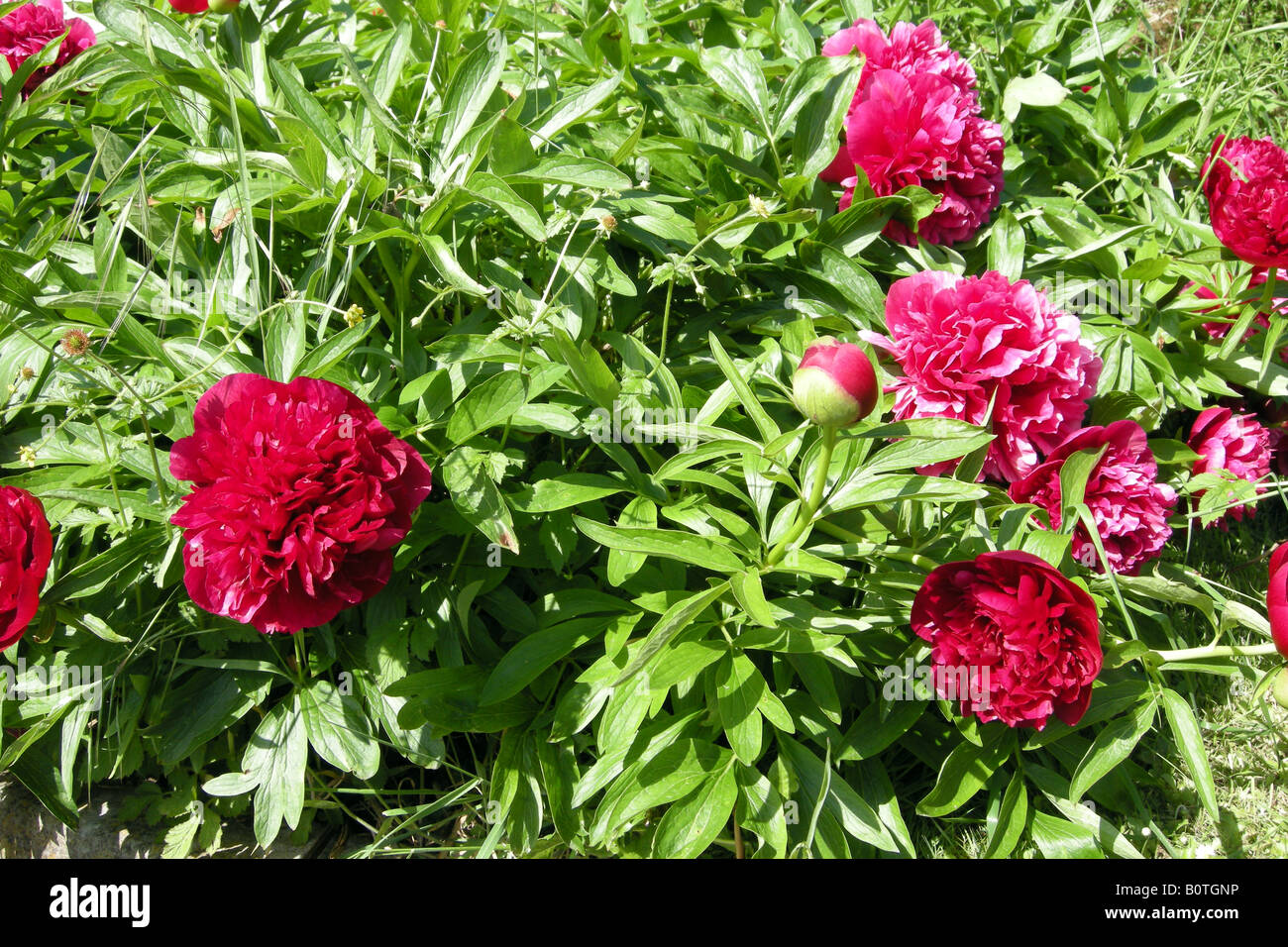 Deep red peony hi-res stock photography and images - Alamy