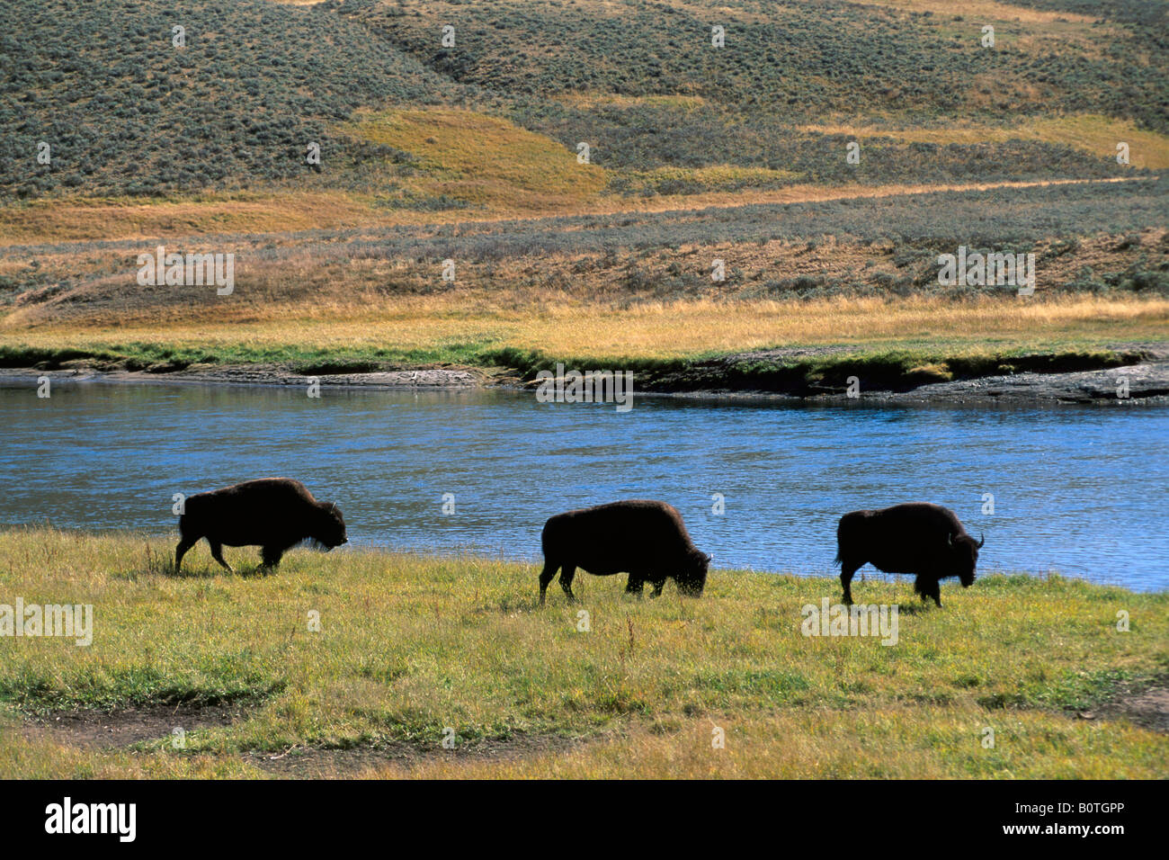 United states buffalo line hi-res stock photography and images - Alamy
