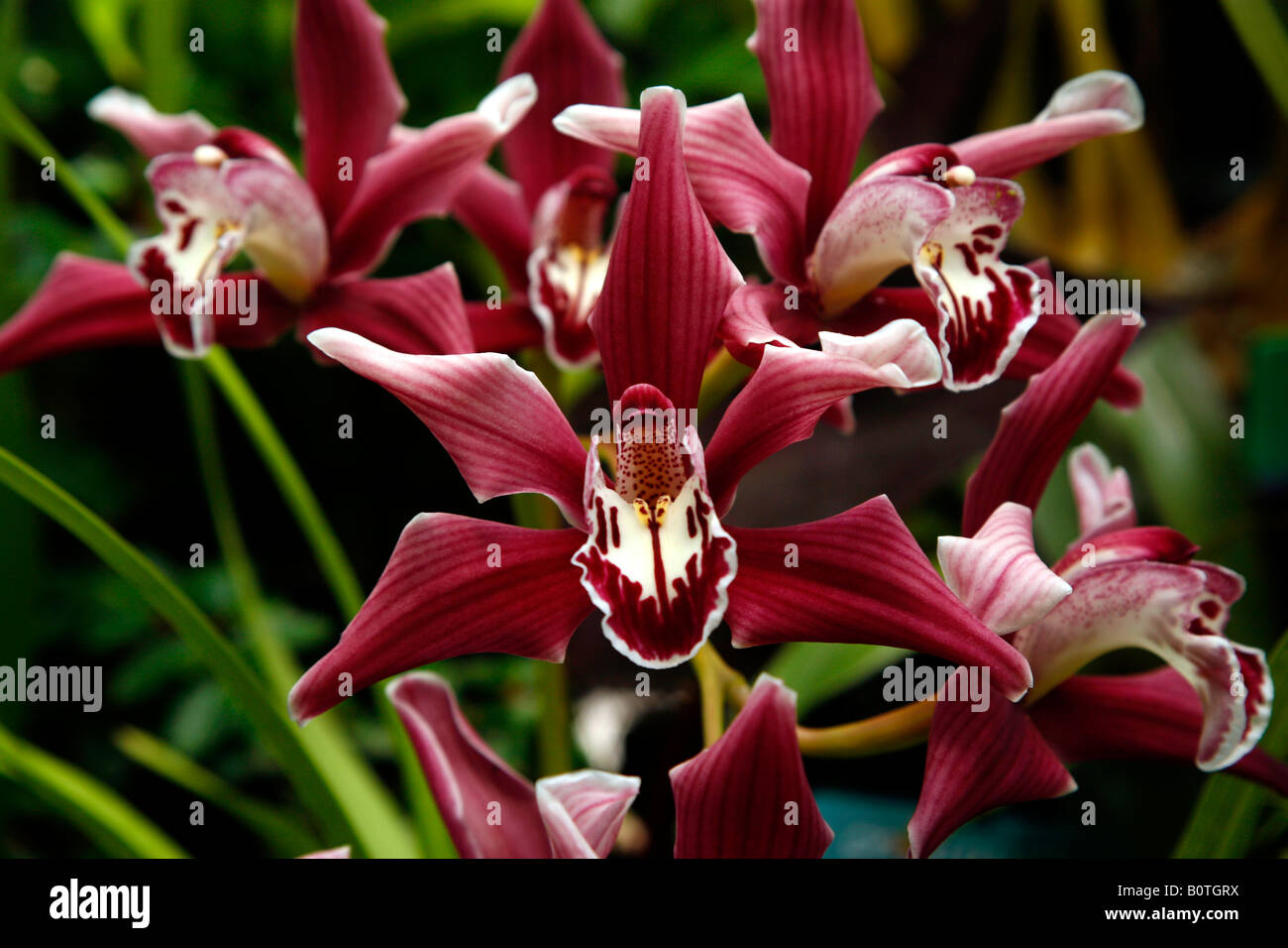 Orchid, Botanical Gardens, Kelburn, Wellington, New Zealand Stock Photo ...
