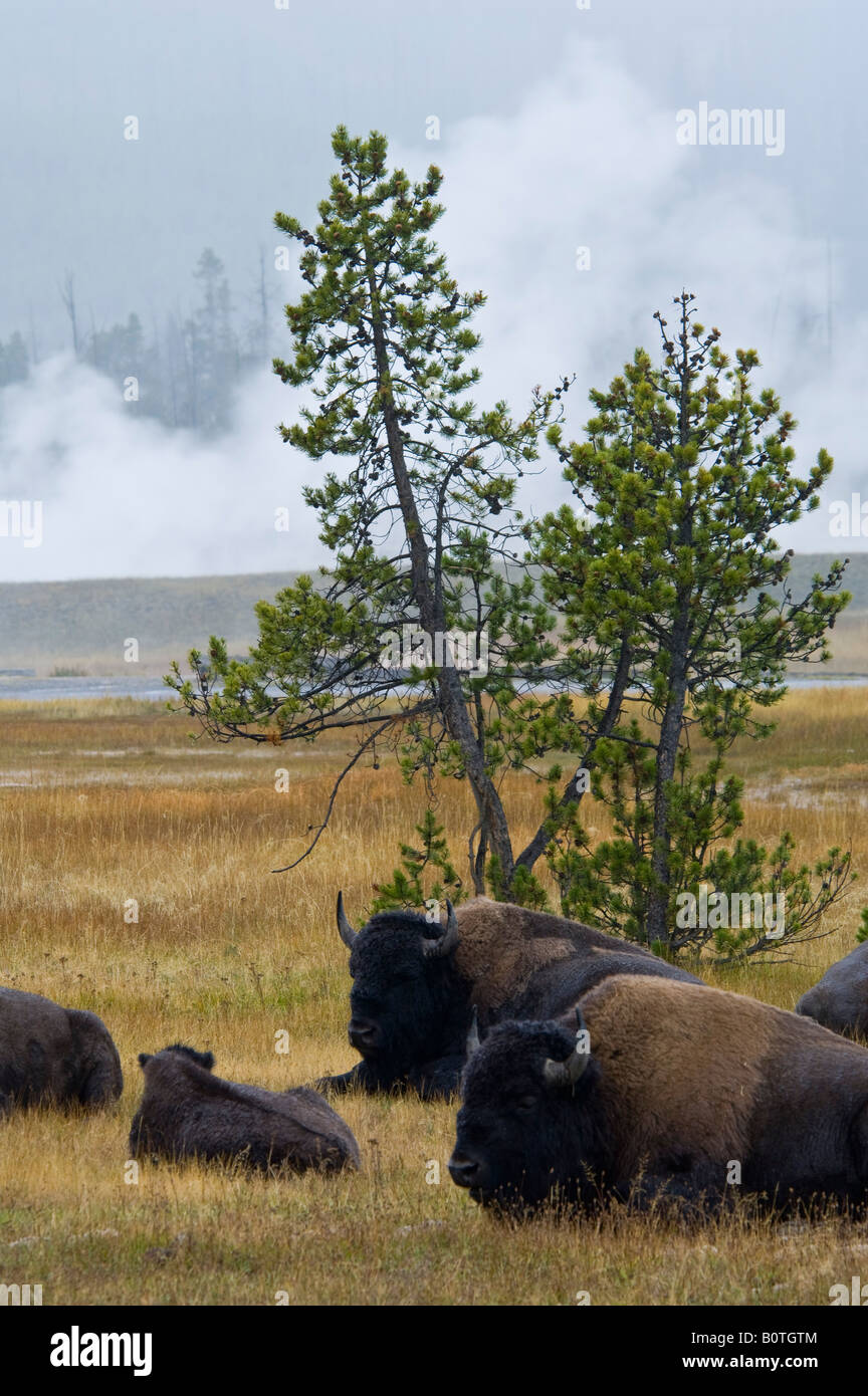 American bison buffalo buscuit basin hi-res stock photography and ...