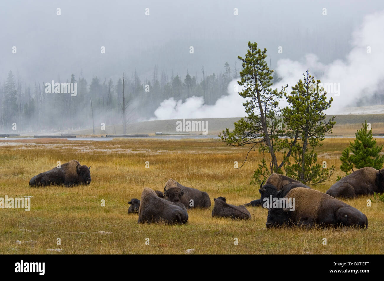 American bison buffalo buscuit basin hi-res stock photography and ...